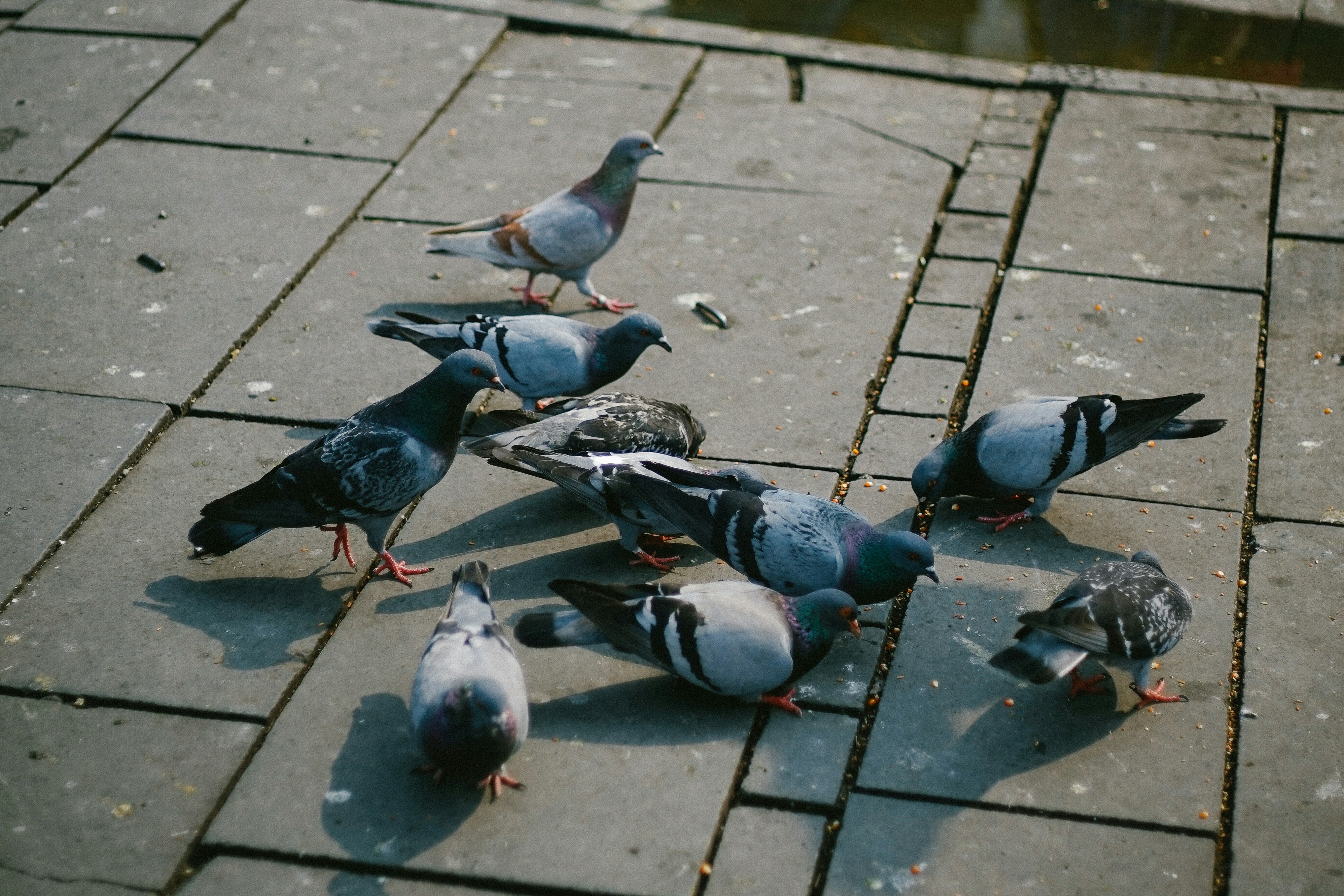Group of pigeons foraging on a cobblestone surface in an urban setting. Their varying shades and patterns create a lively scene.
