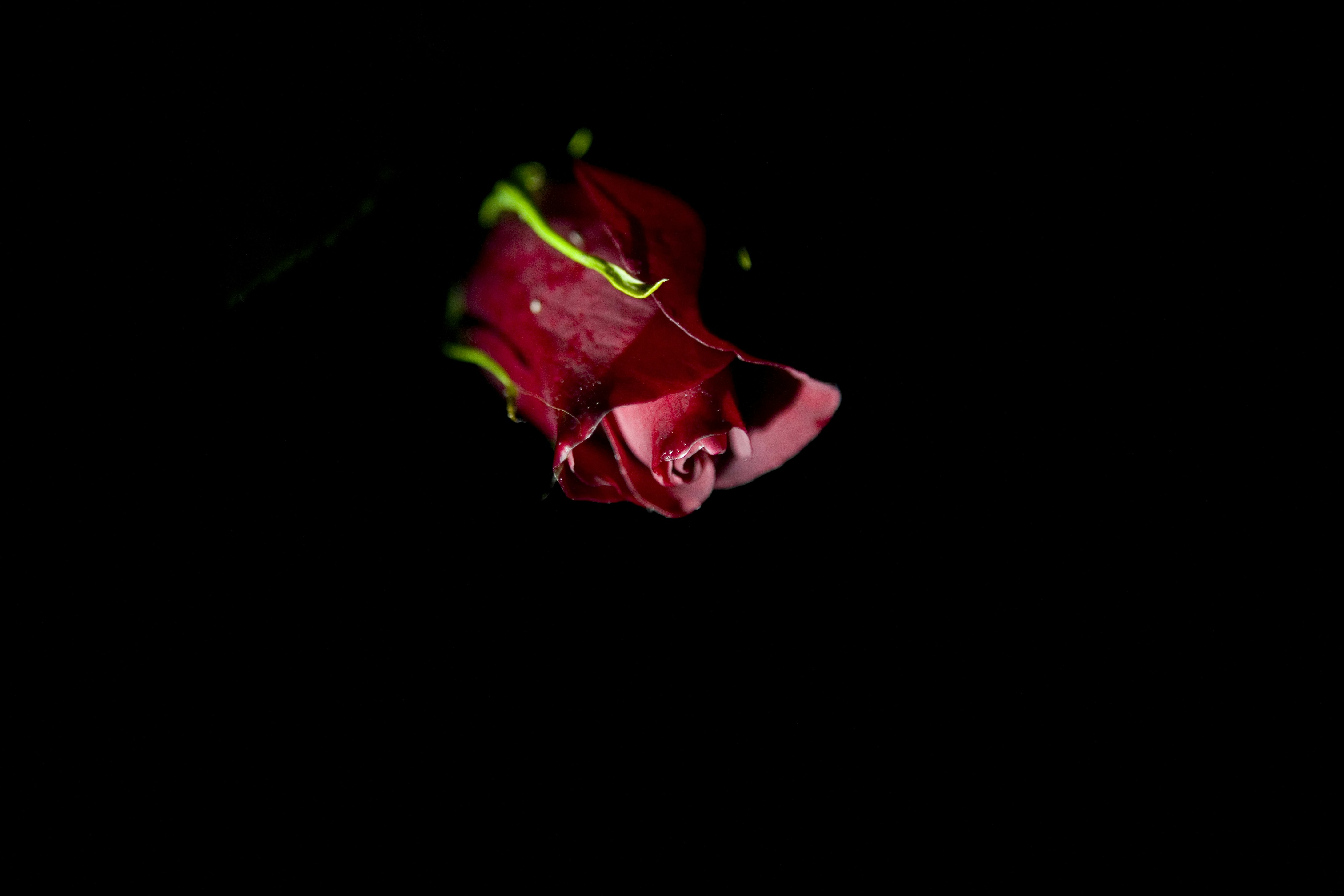 A single red rose illuminated against a dark background, highlighting its delicate petals and vibrant colors.