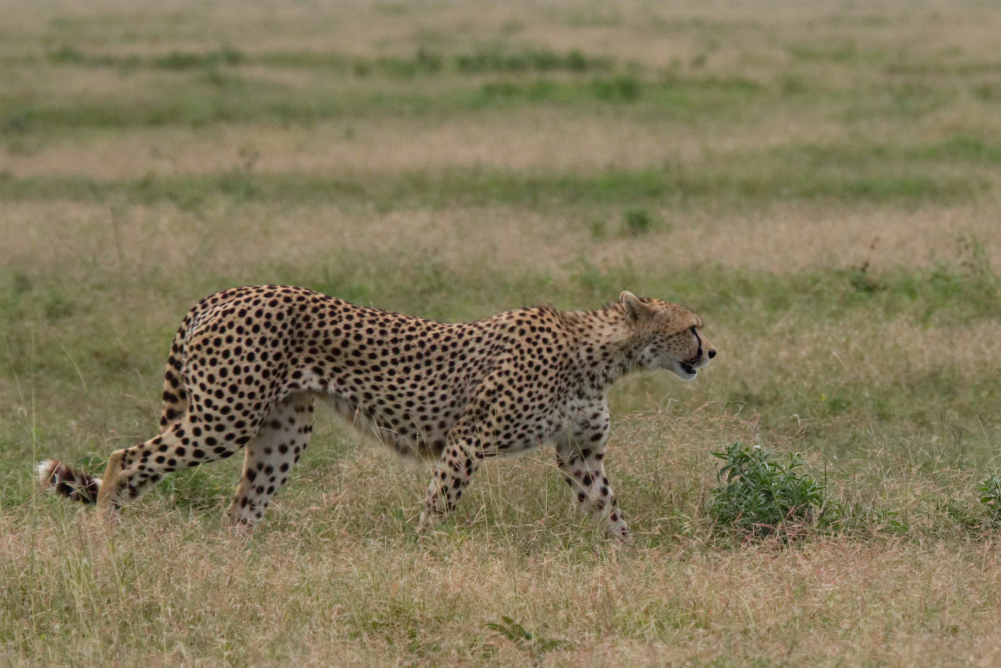 Cheetah Speed: 7 Astonishing Facts About Nature's Fastest Sprinter ...