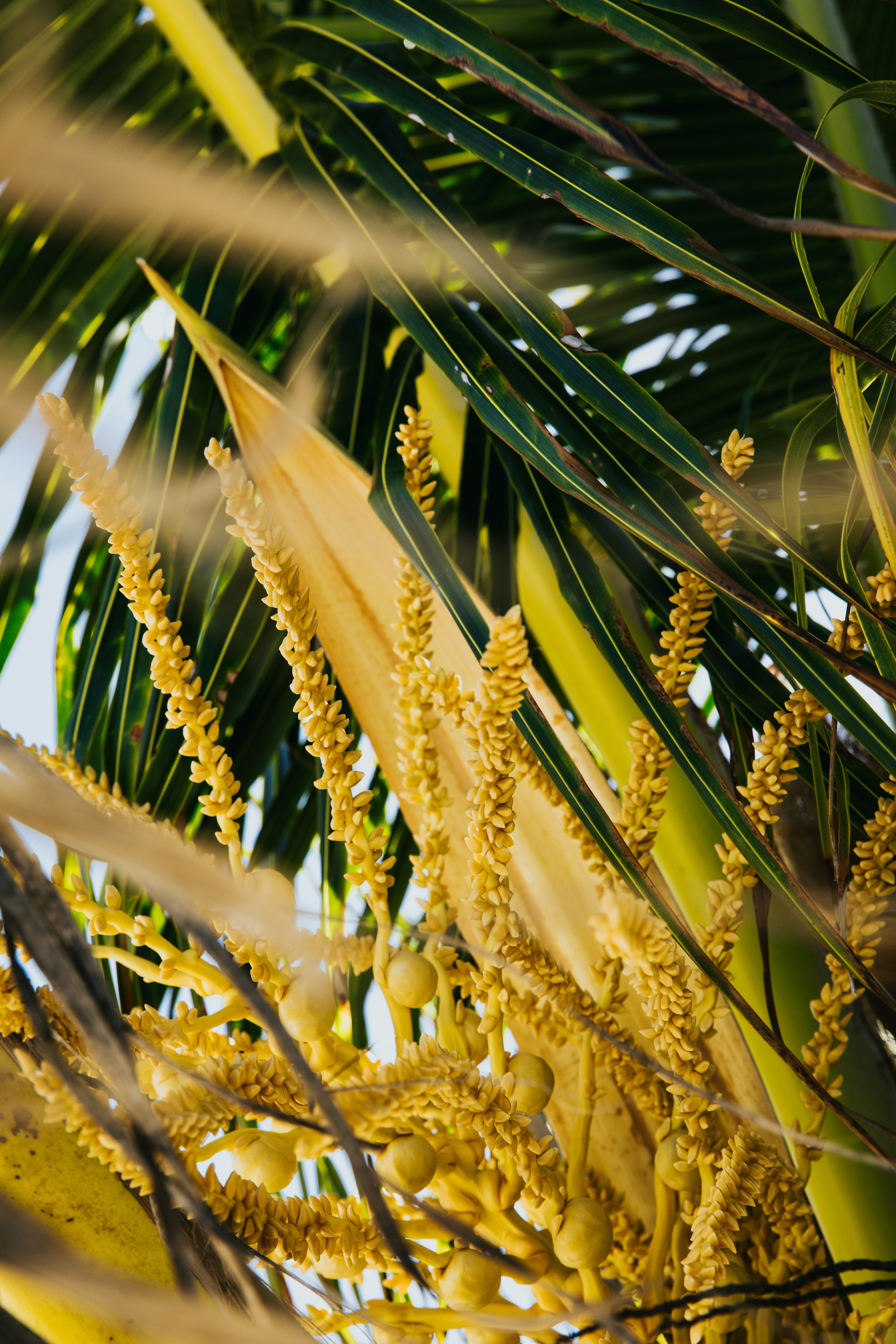 Golden Palm Tassels Draped Among Green Fronds