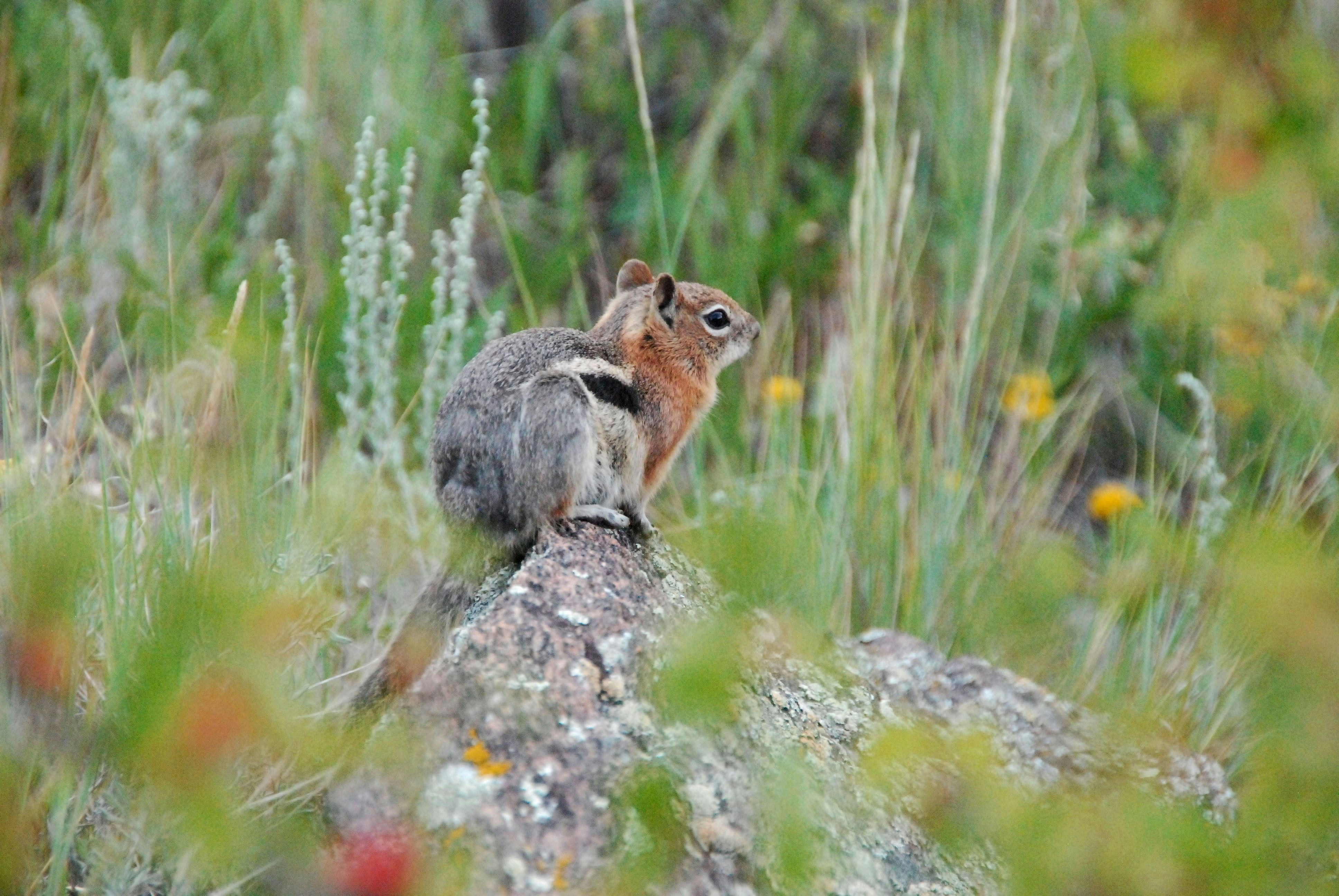 Two gray rodent photo – Free Colorado Image on Unsplash