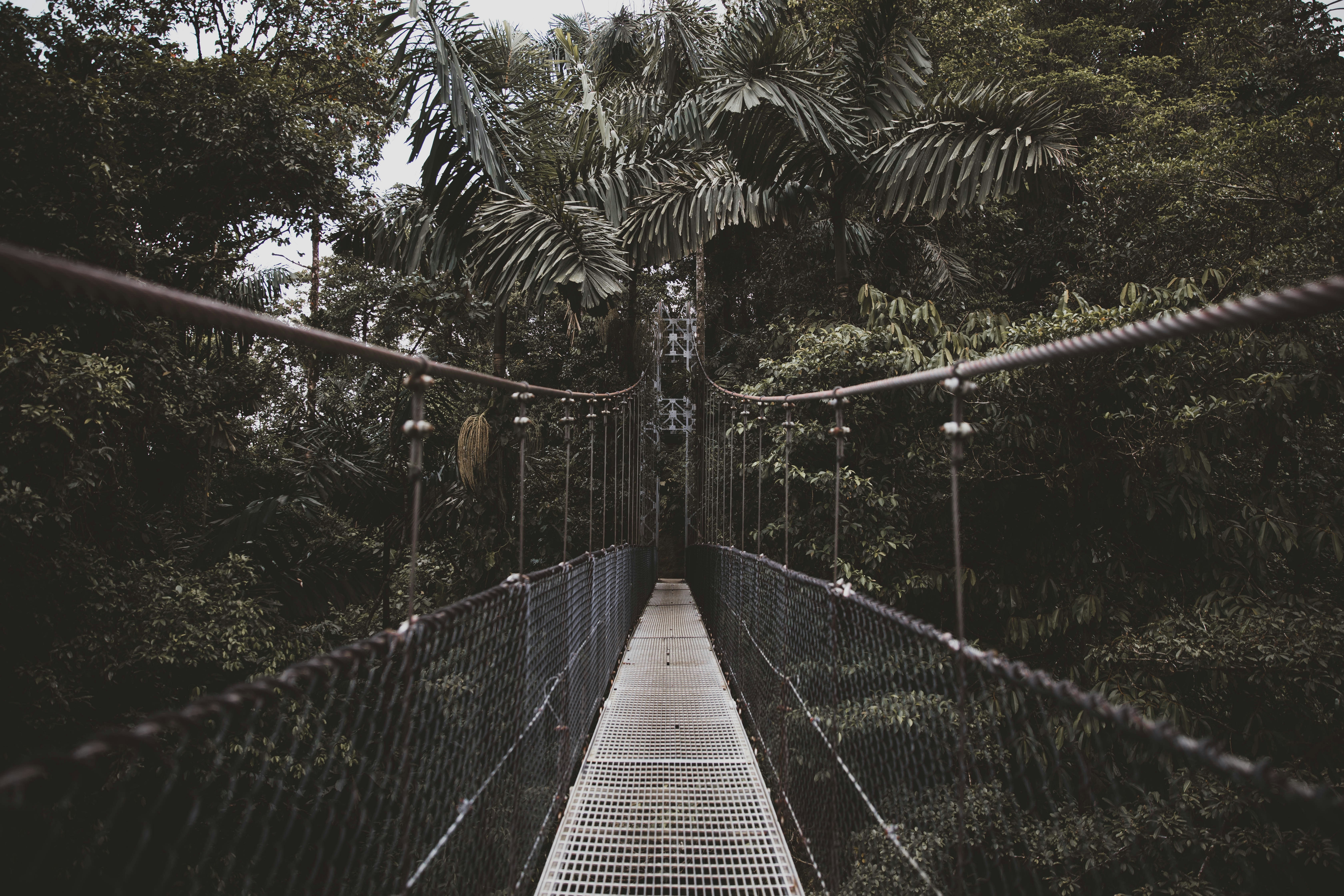 Jungle Bridge Pictures | Download Free Images on Unsplash