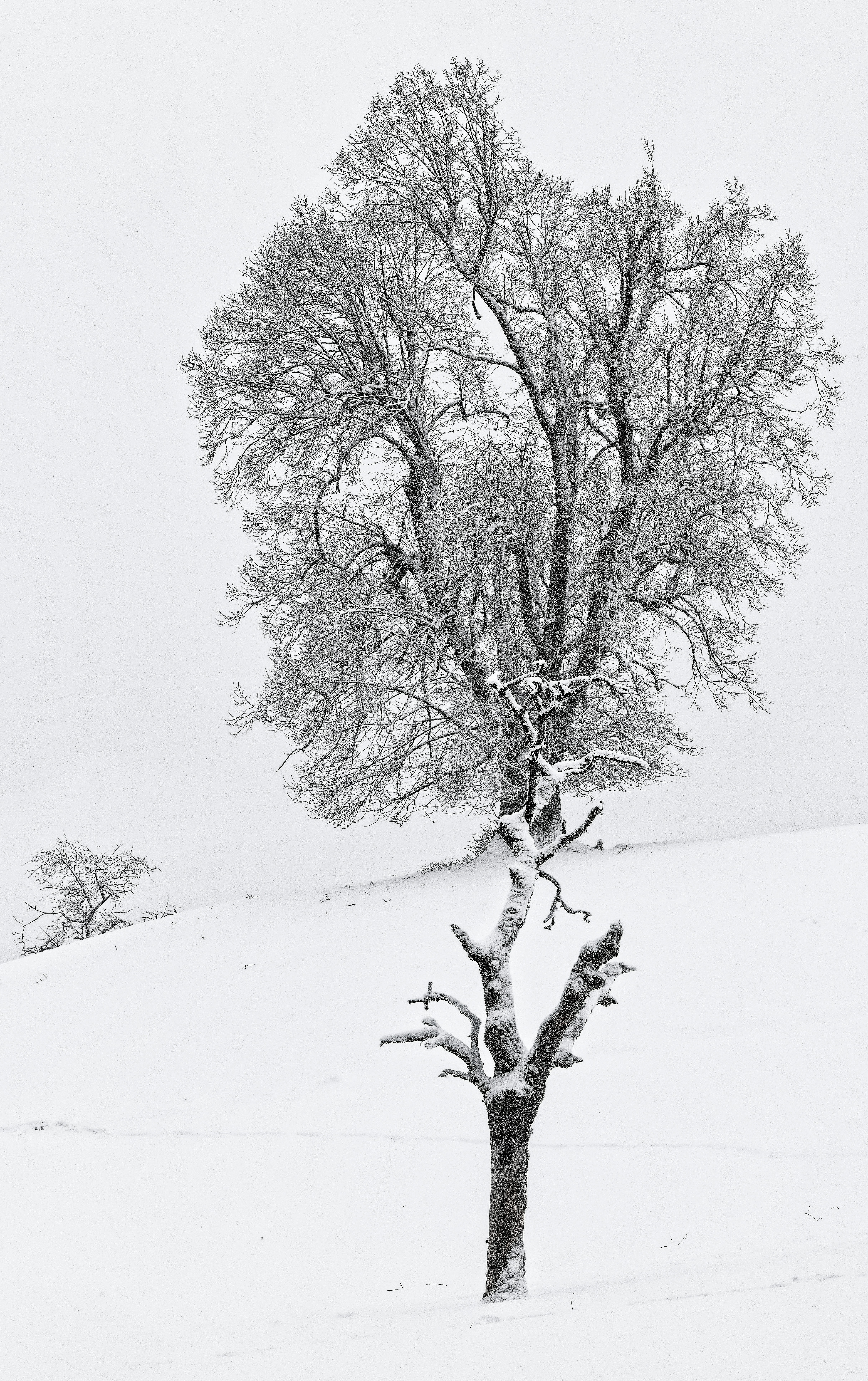 A lone tree adorned with snow stands resilient against a soft, white backdrop, embodying the stillness of winter's embrace.