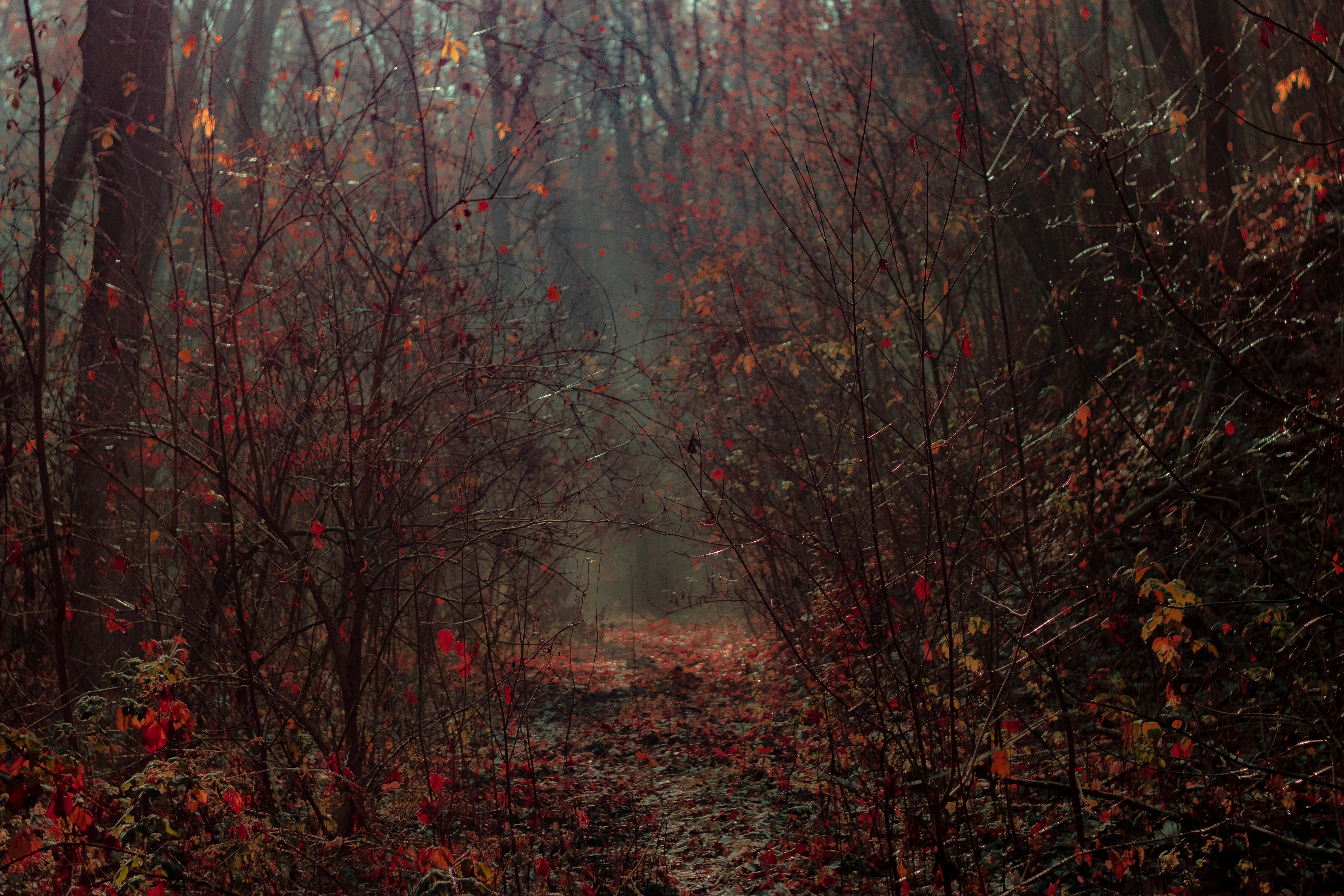 Crimson Corridor: A Misty Autumn Path Through Red-tinted Woods