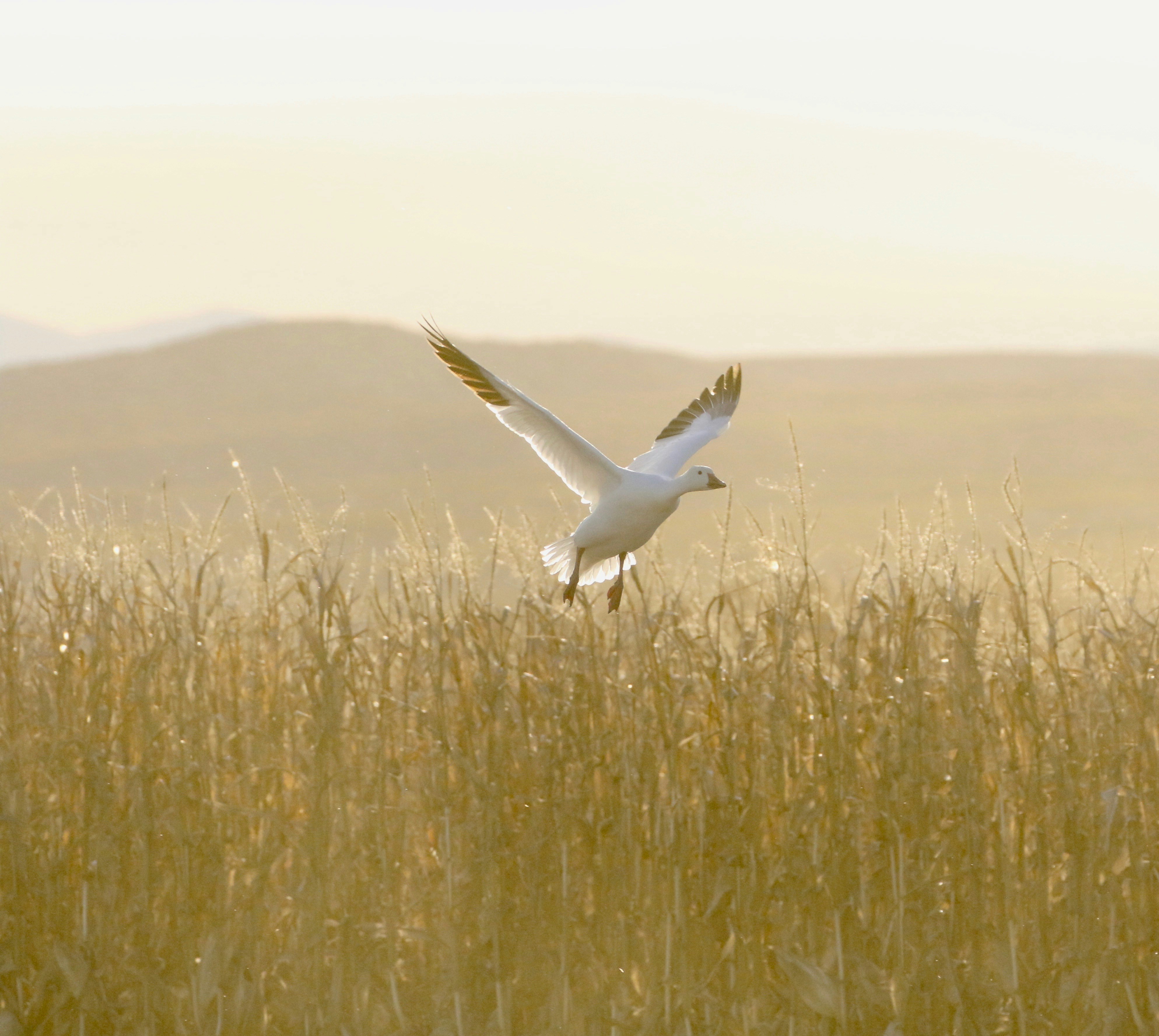 White duck soaring above a sunlit wheat field with soft hills in the background.