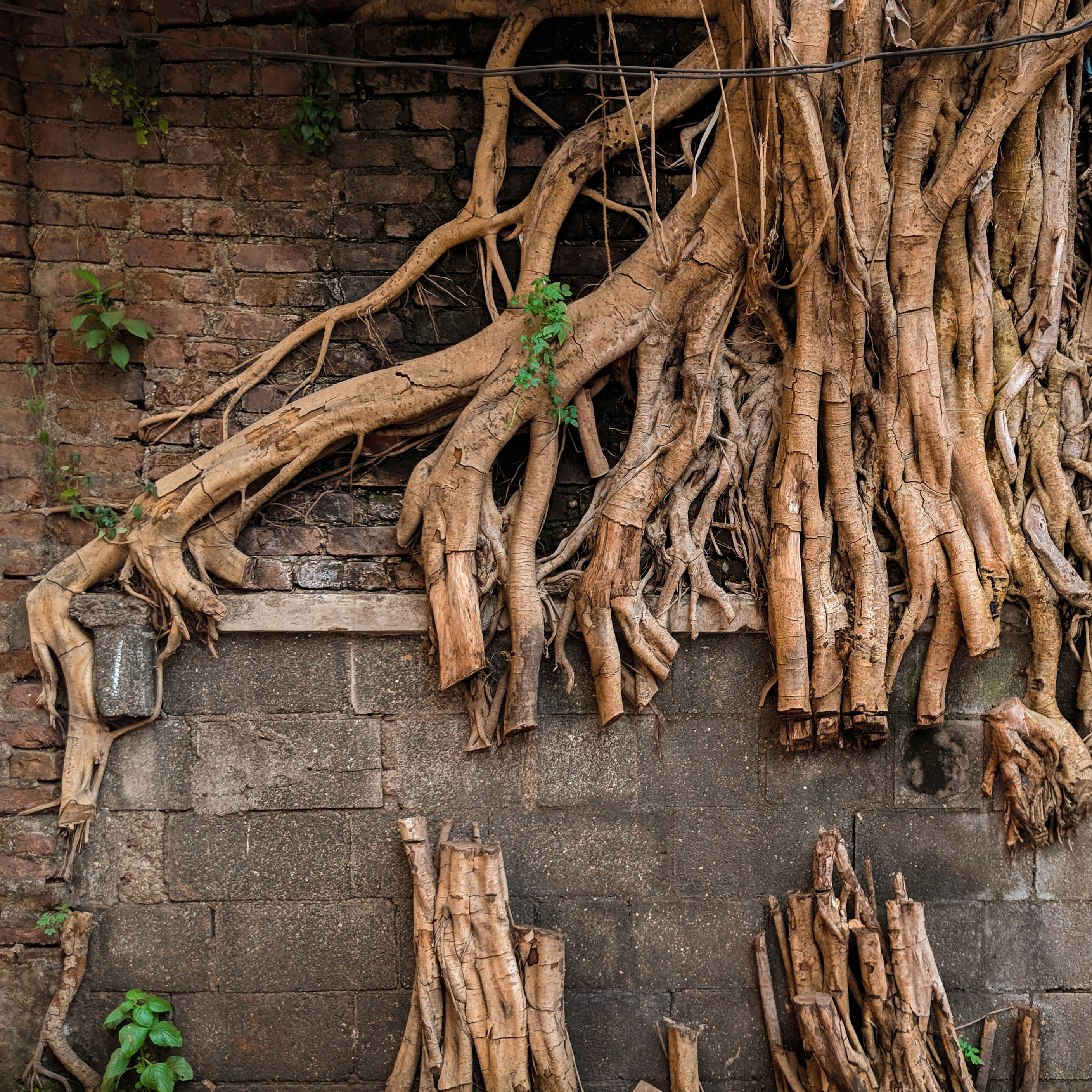 Tangle of Tree Roots Clinging to a Weathered Brick Wall