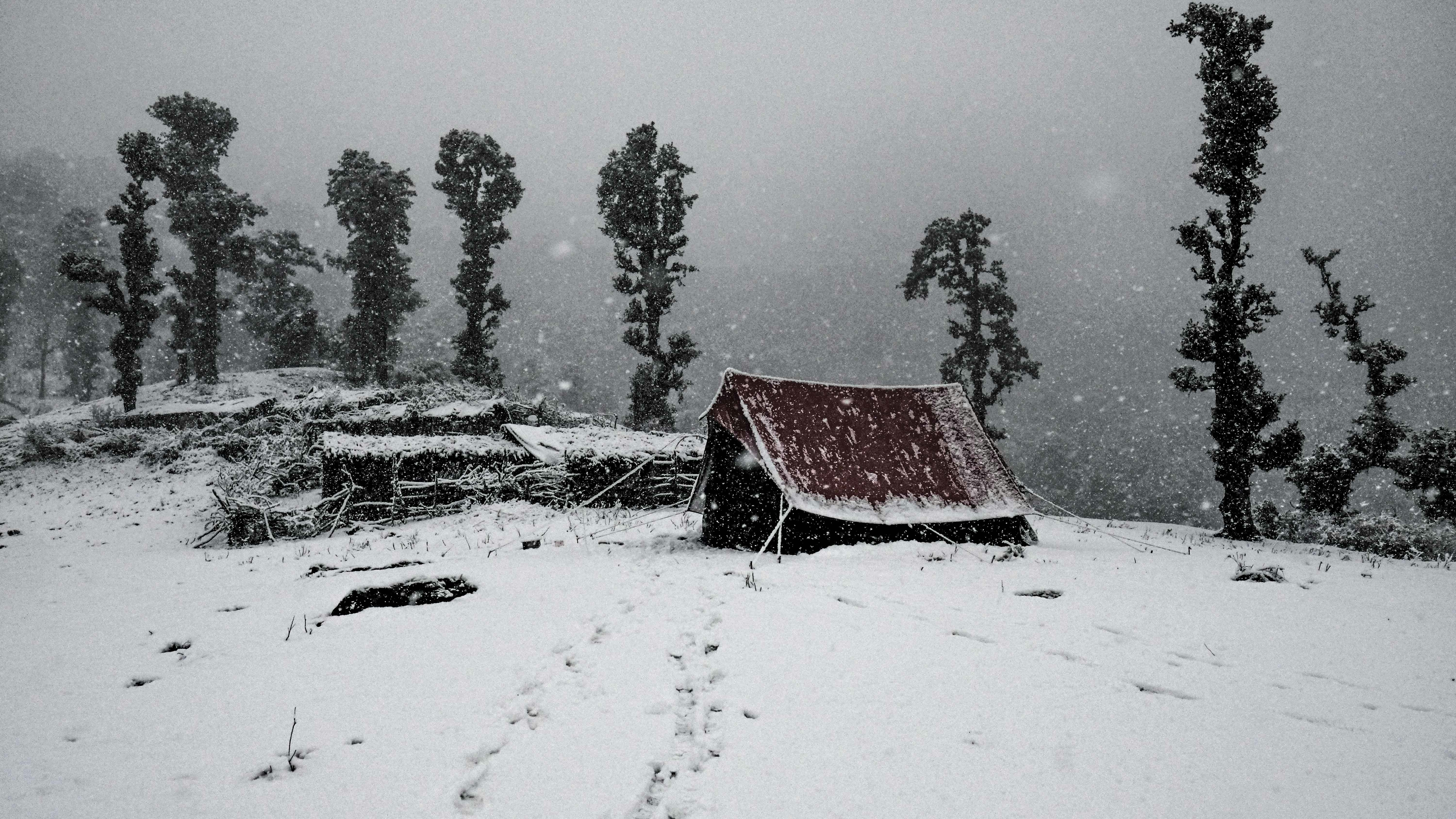 Snowbound Shelter: A Red Tent among Wind-sculpted Trunks Amid a Quiet Blizzard