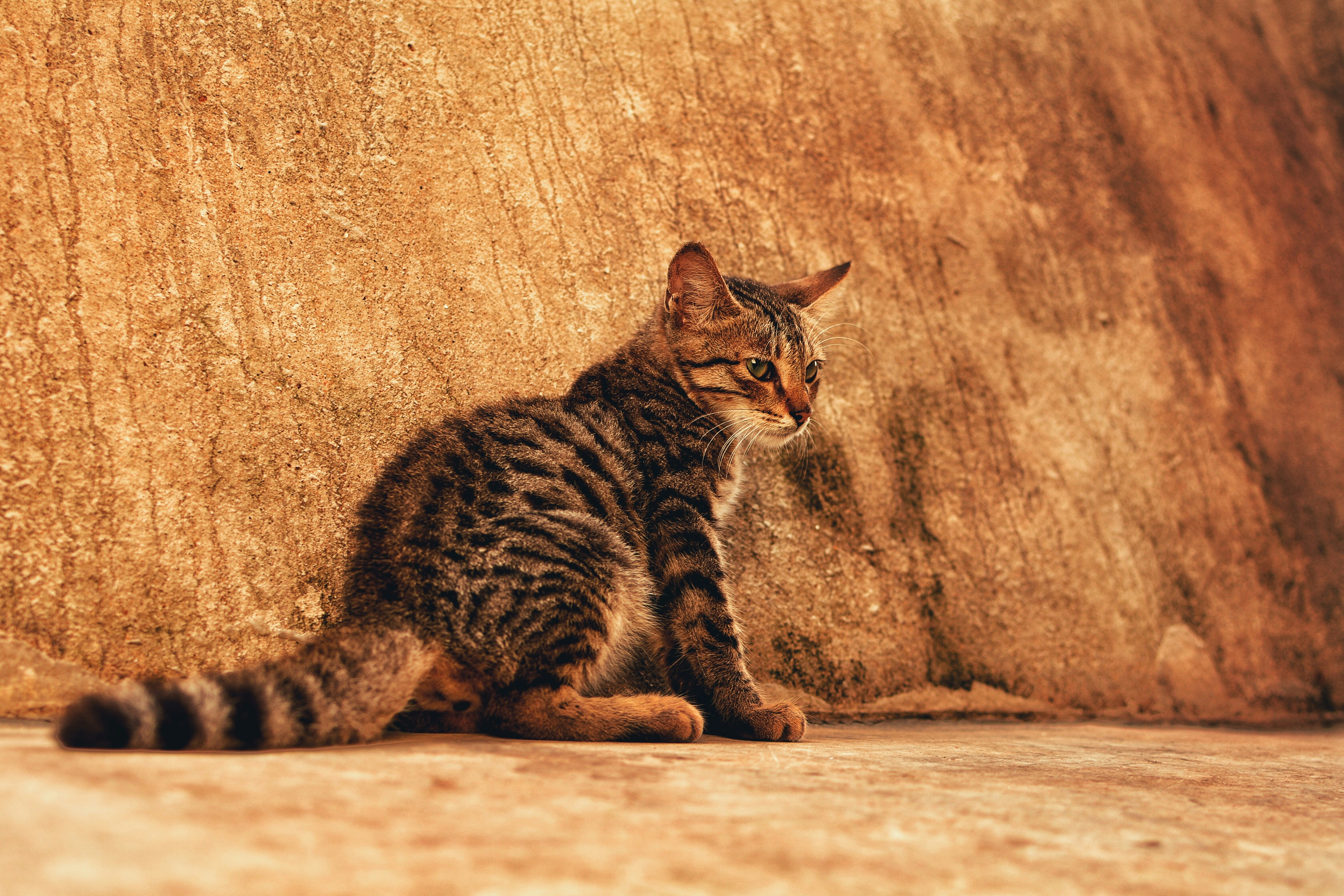 Amber Sunbeam: A Tabby Resting Along a Textured WallArindam Saha