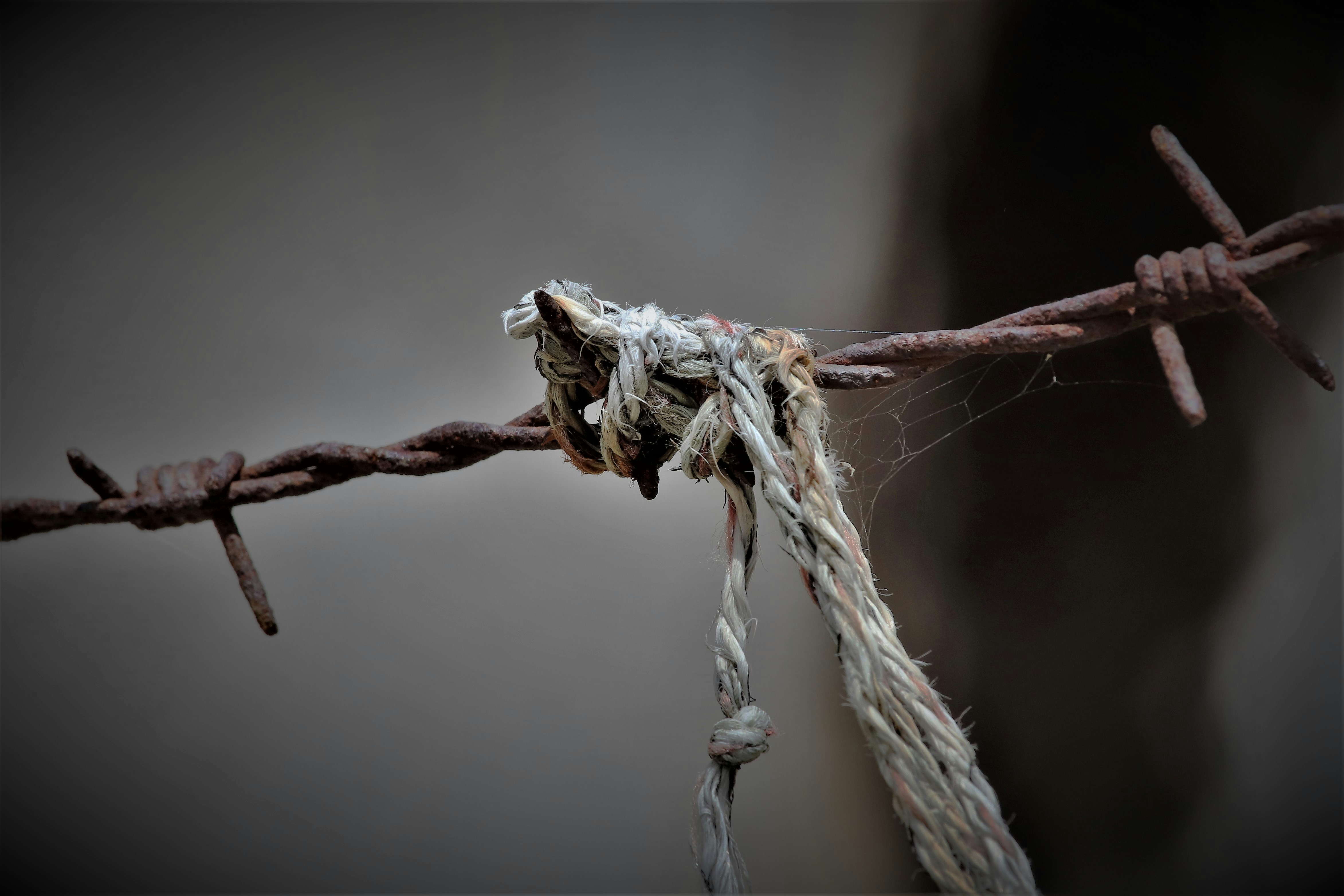 Torn tether: a close-up of weathered barbed wire entwined with frayed rope