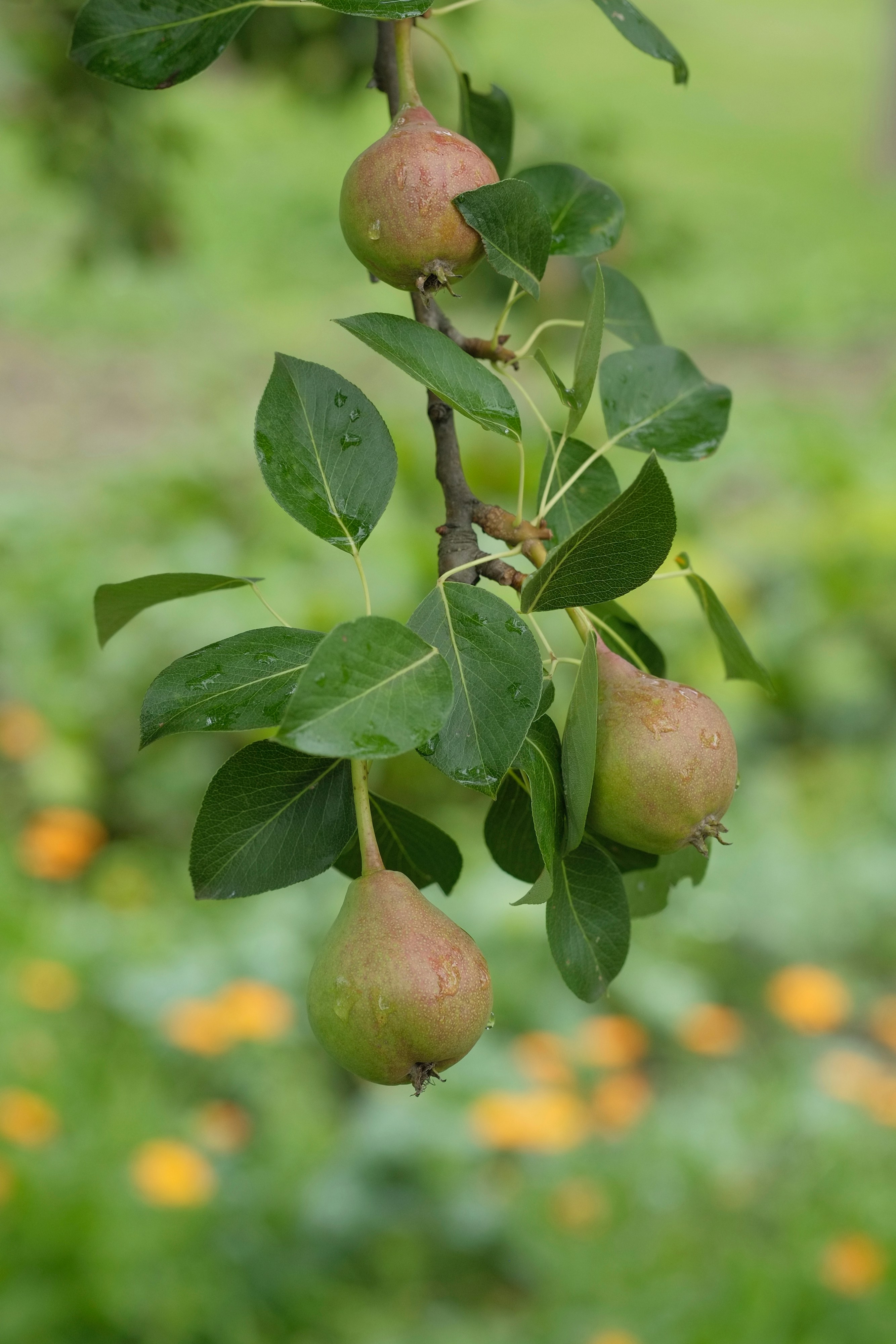 Selective focus photo of round green fruits photo – Free Fruit Image on ...