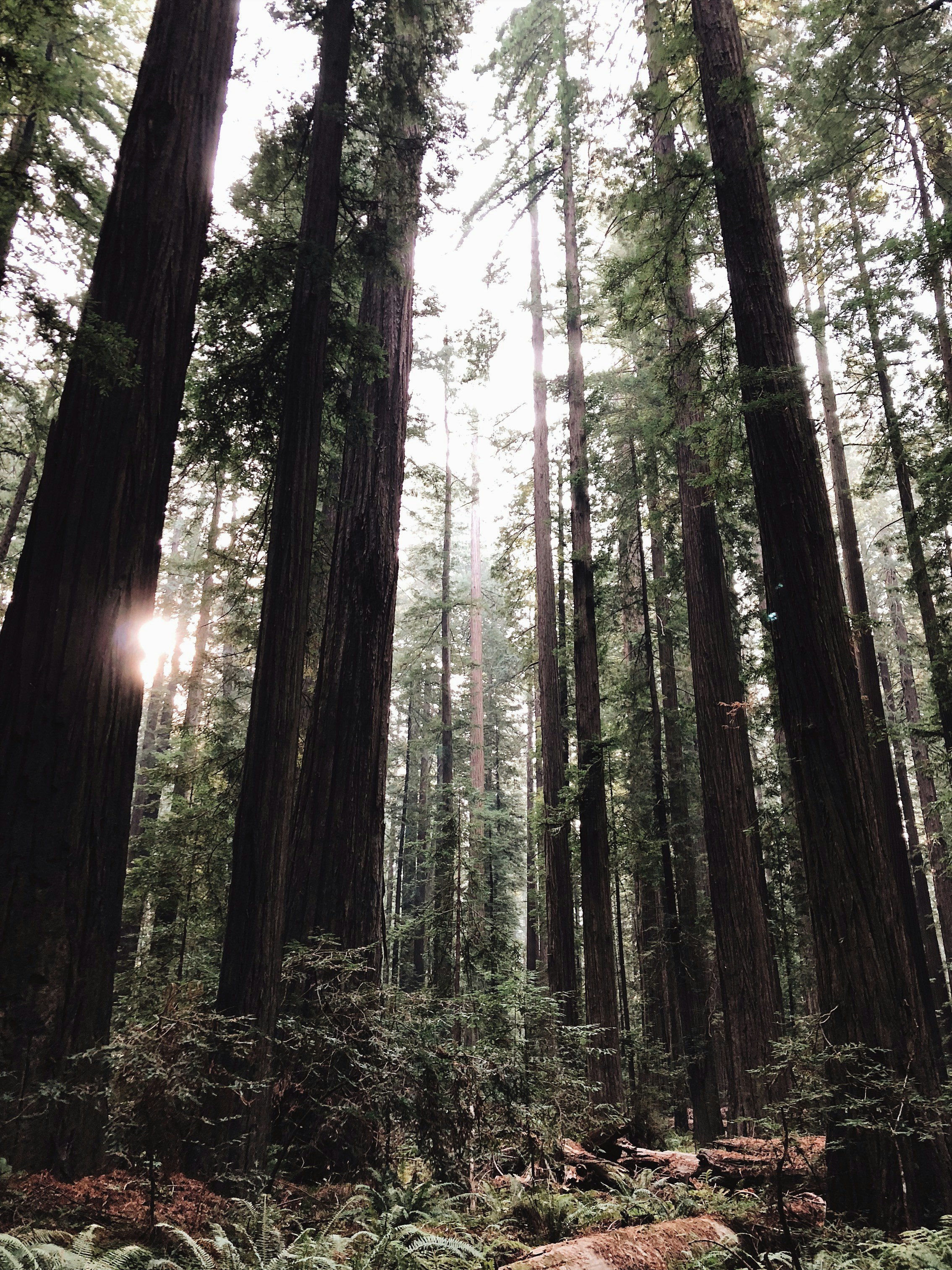 Morning Light Between Giants: Redwood Cathedral at Dawn