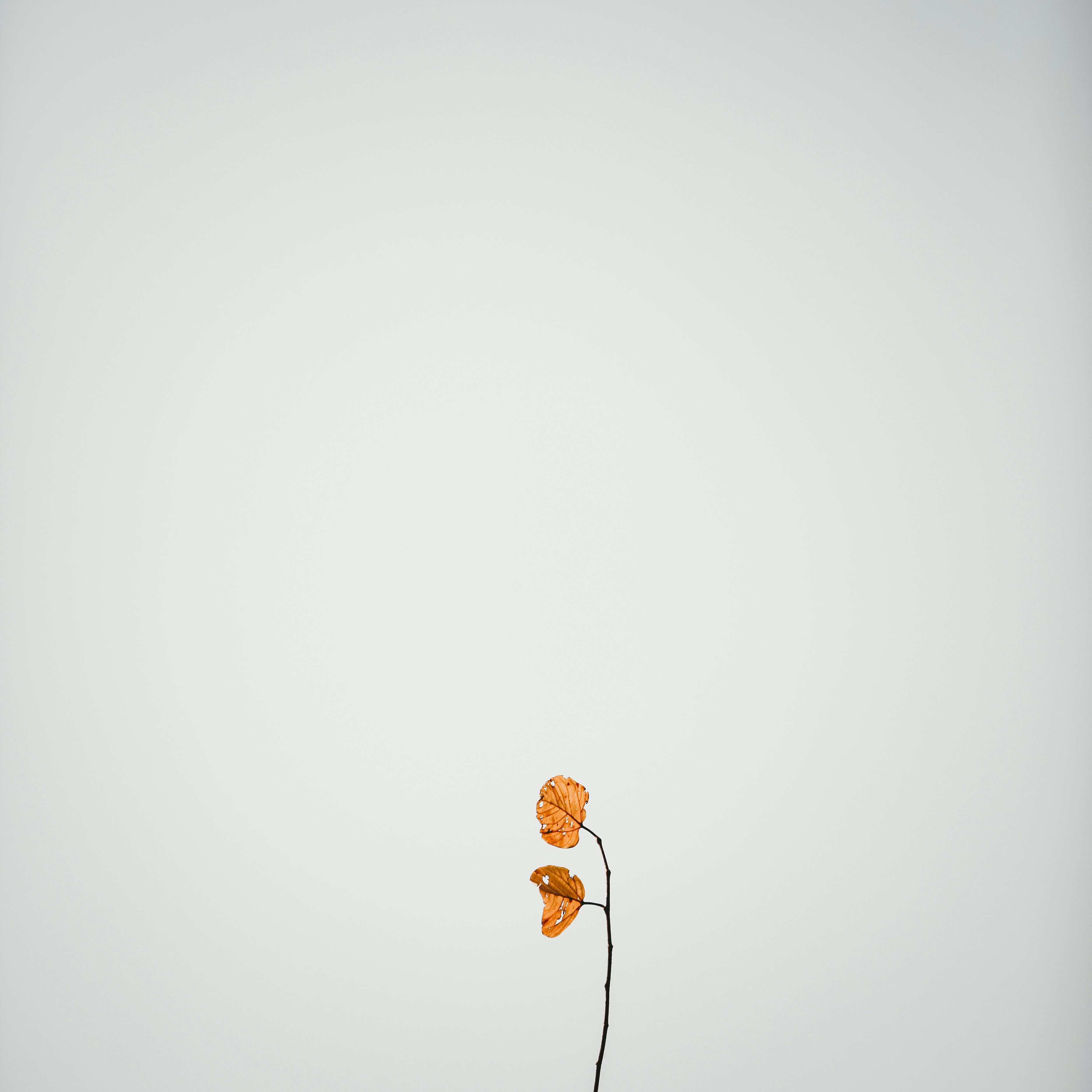 A solitary branch with two orange leaves against a minimalistic gray background, symbolizing resilience and solitude.
