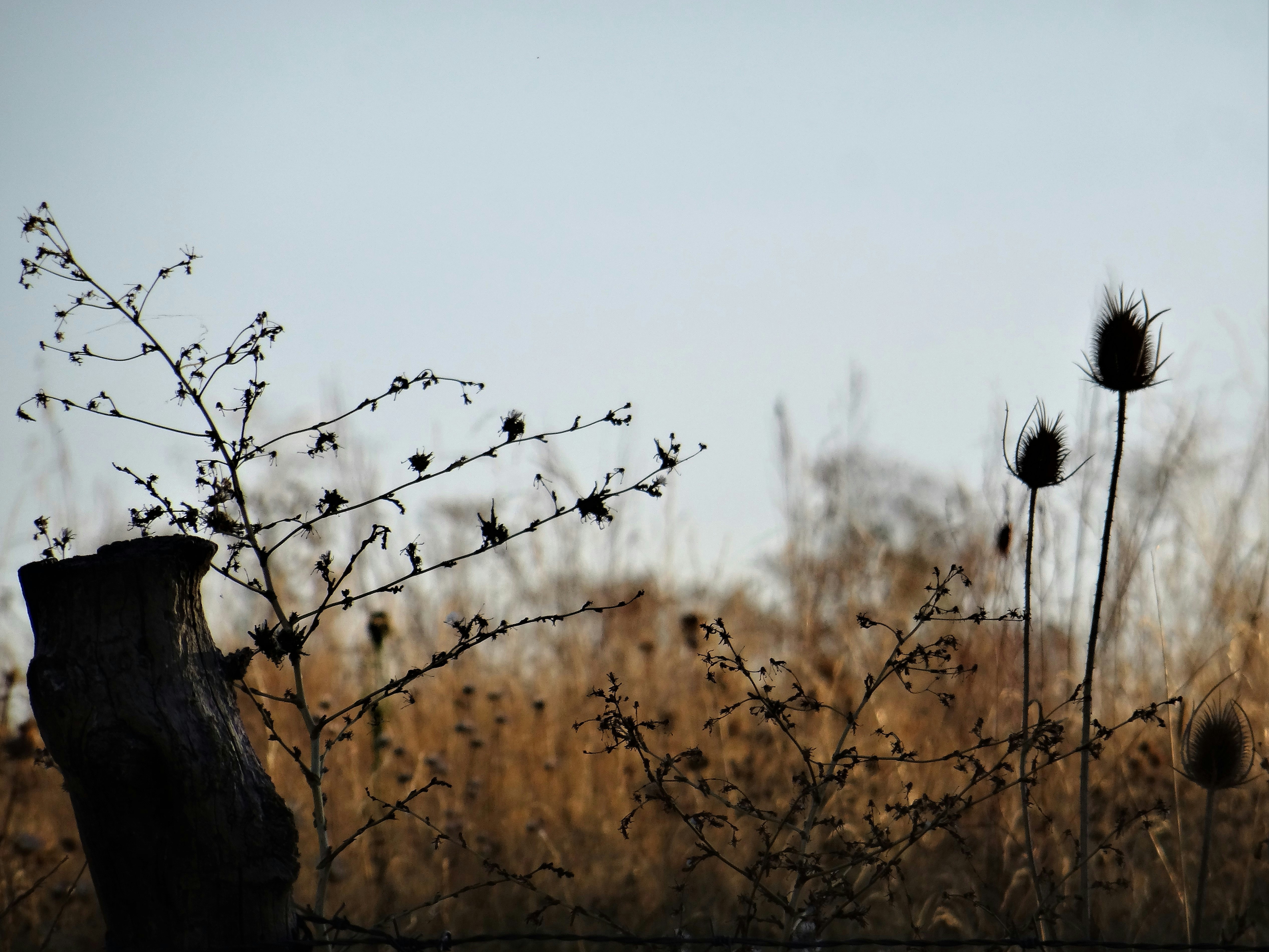 Silhouettes in a Quiet Furrow at Dusk