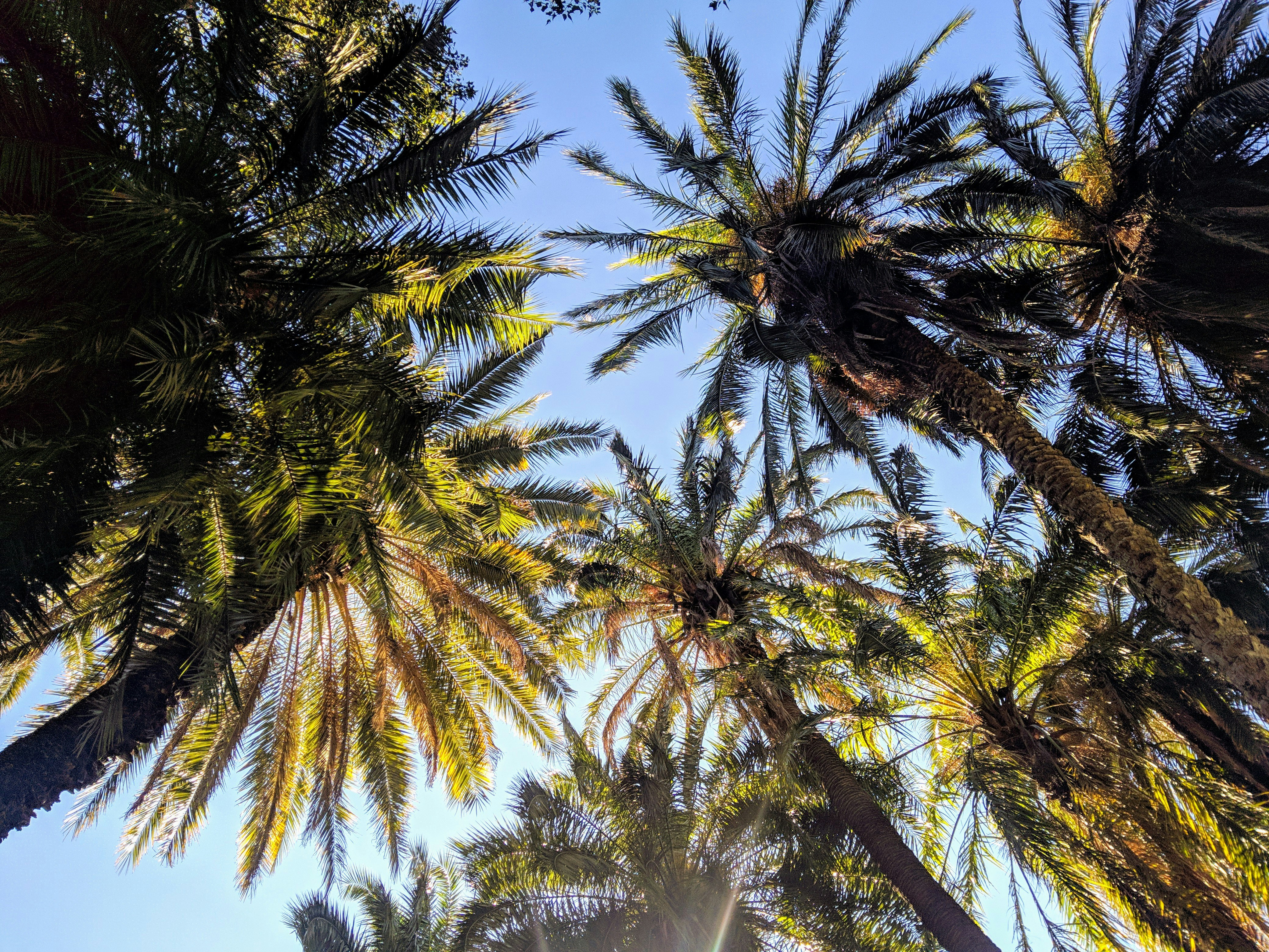 Palm trees reaching towards a clear blue sky with sunlight filtering through the leaves.