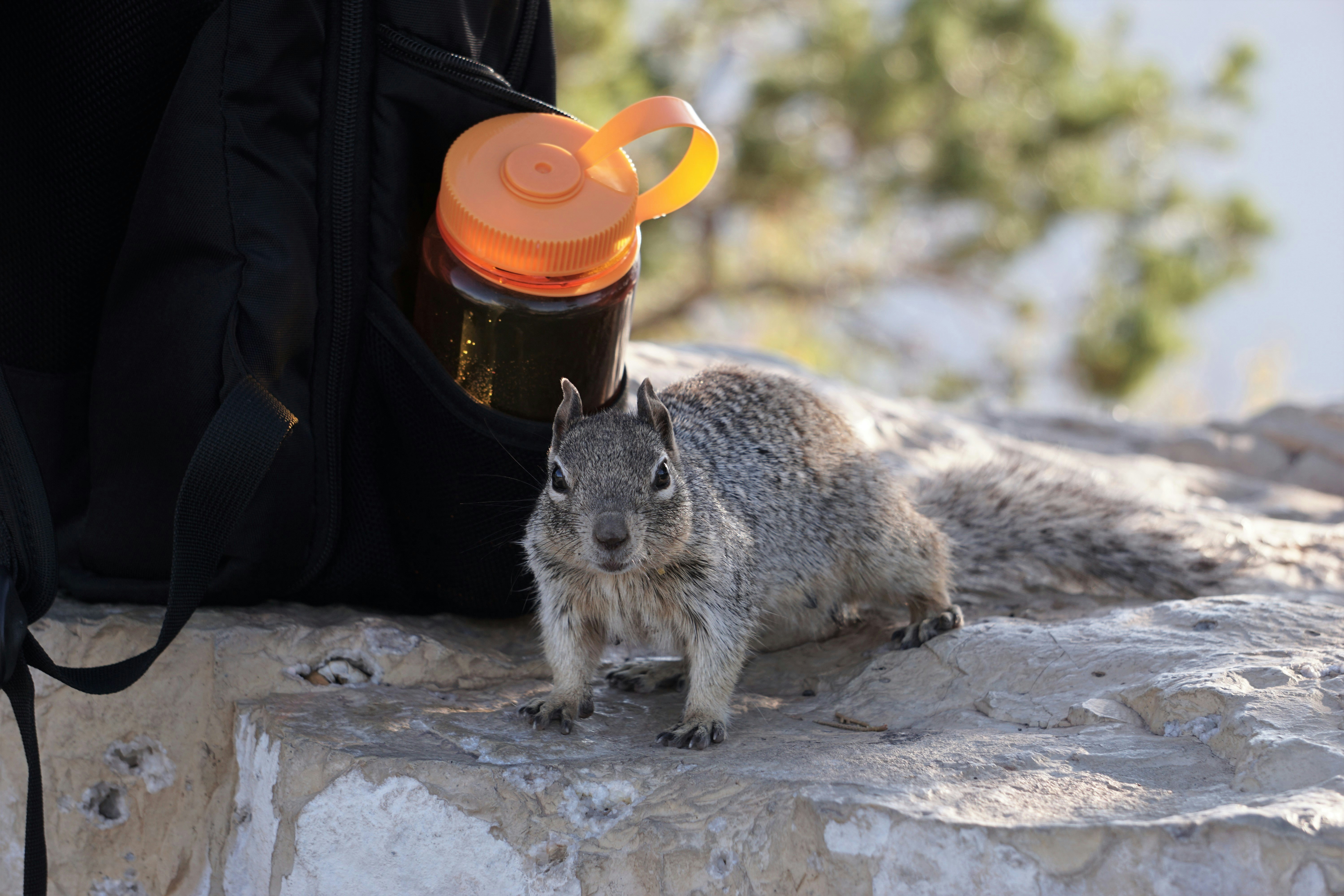 I put my backpack down to take pictures when this squirrel arrived and began sniffing around. It looked at me and seemed to be asking “where is the food?”