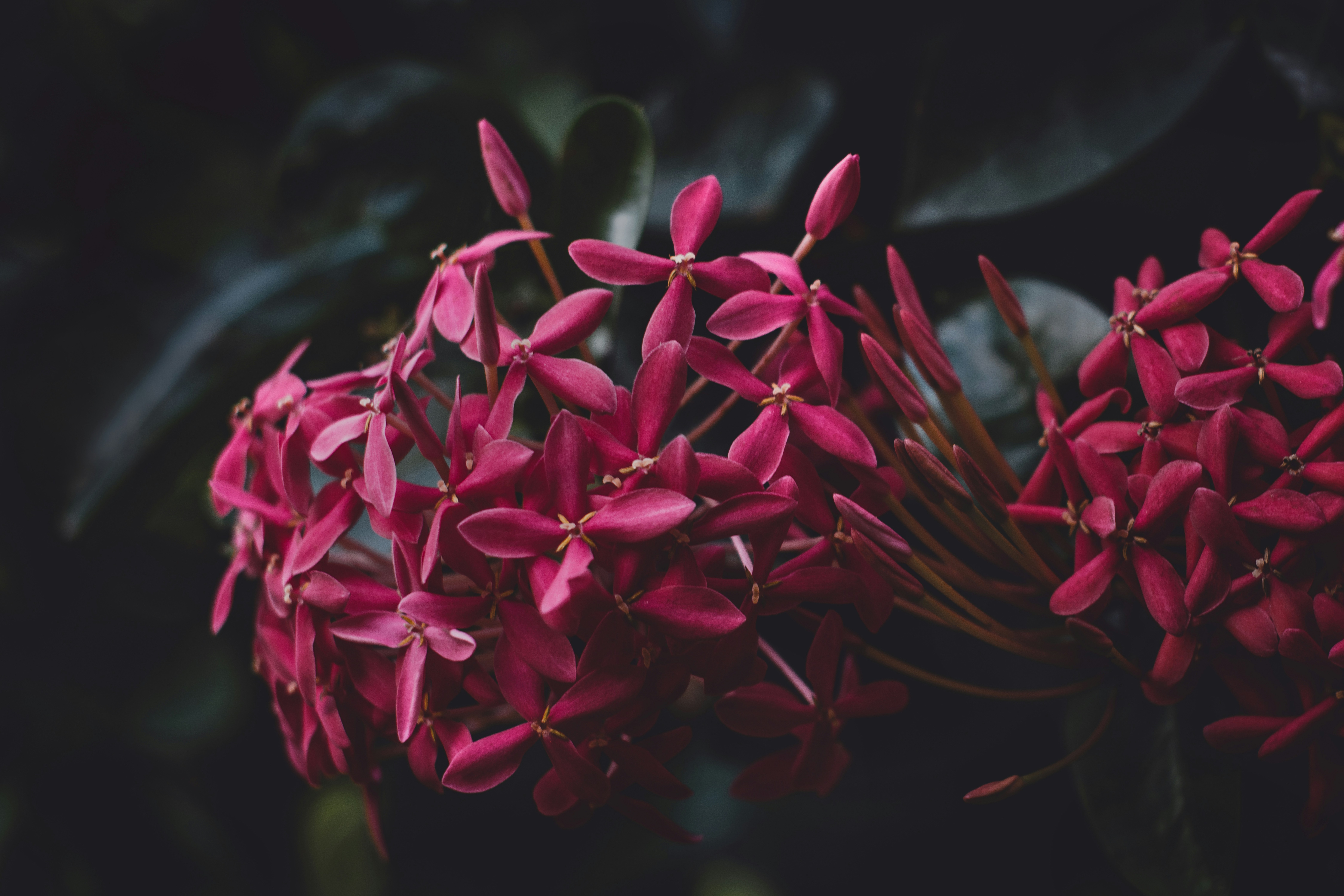 Foto Flor de ixora roja – Imagen Playa del carmen gratis en Unsplash