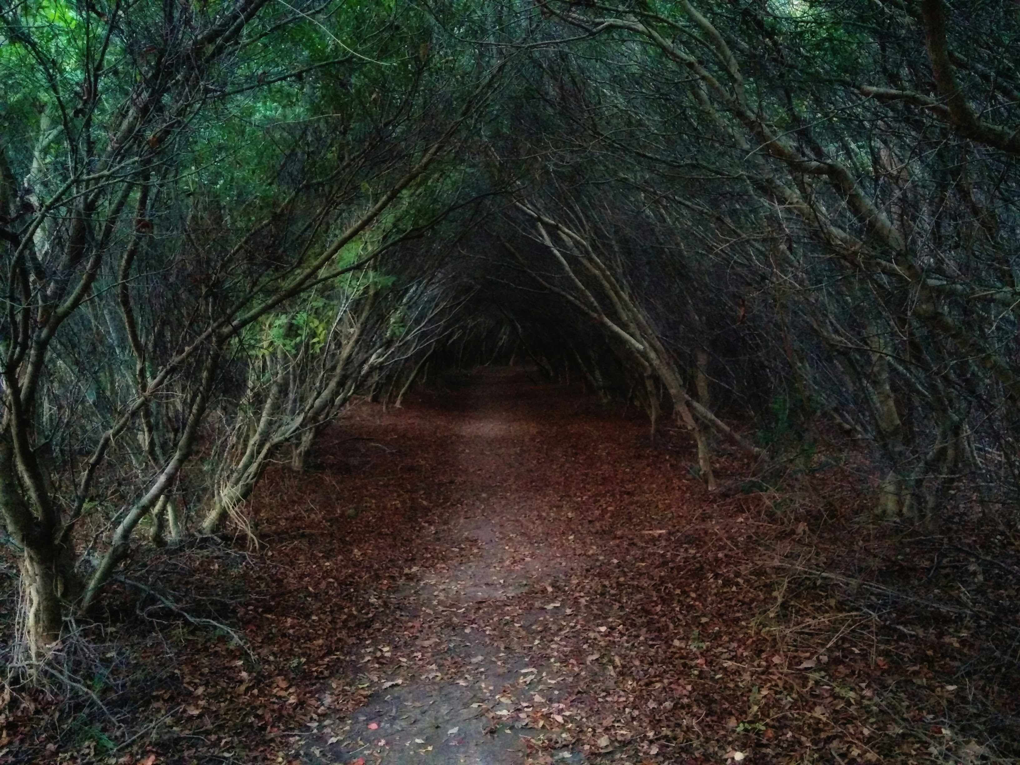 A secluded trail enveloped by arching branches and scattered leaves, inviting exploration through the natural tunnel. 