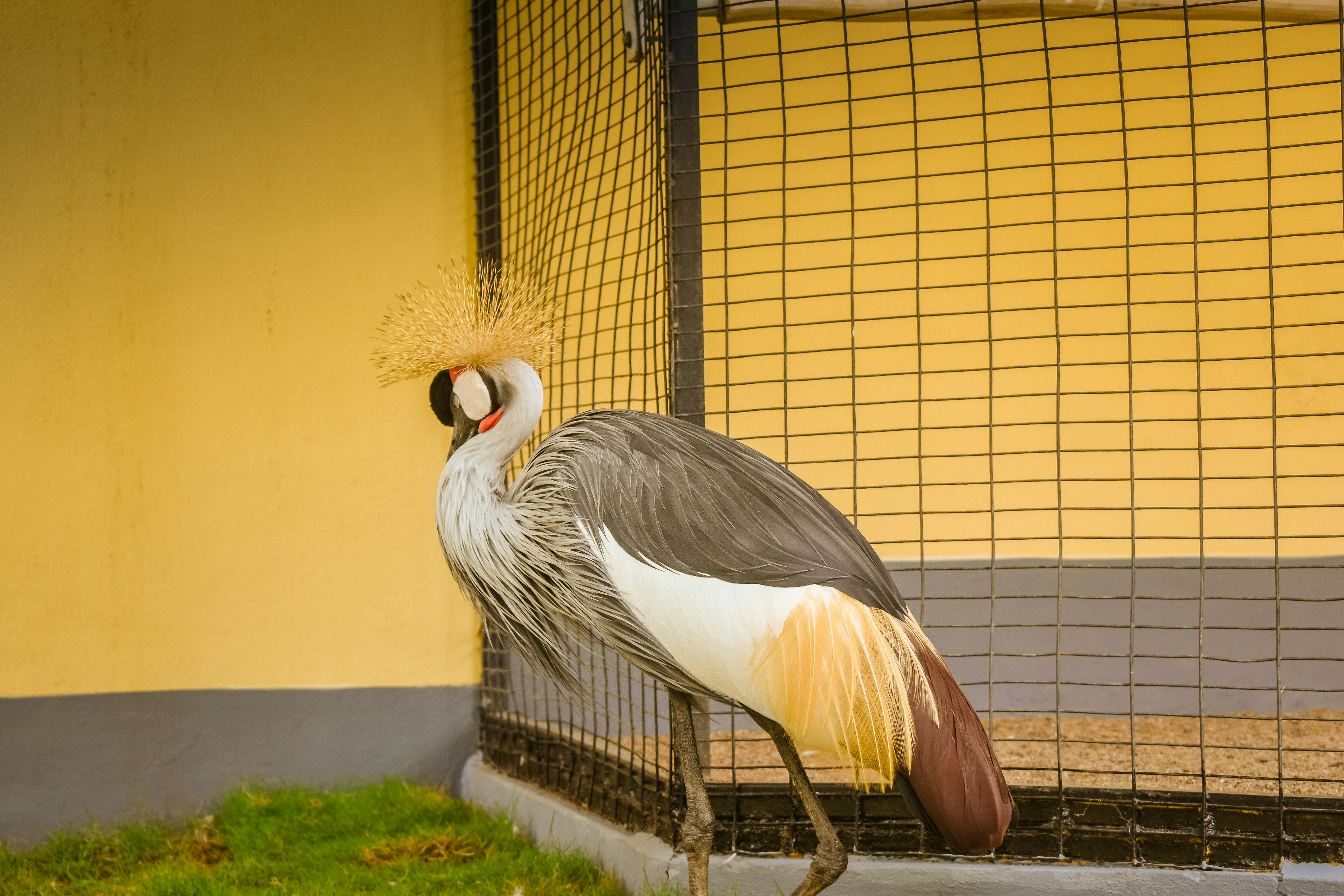 Crowned Crane by a Sunlit Yellow Wall, Framed by Chain-Link