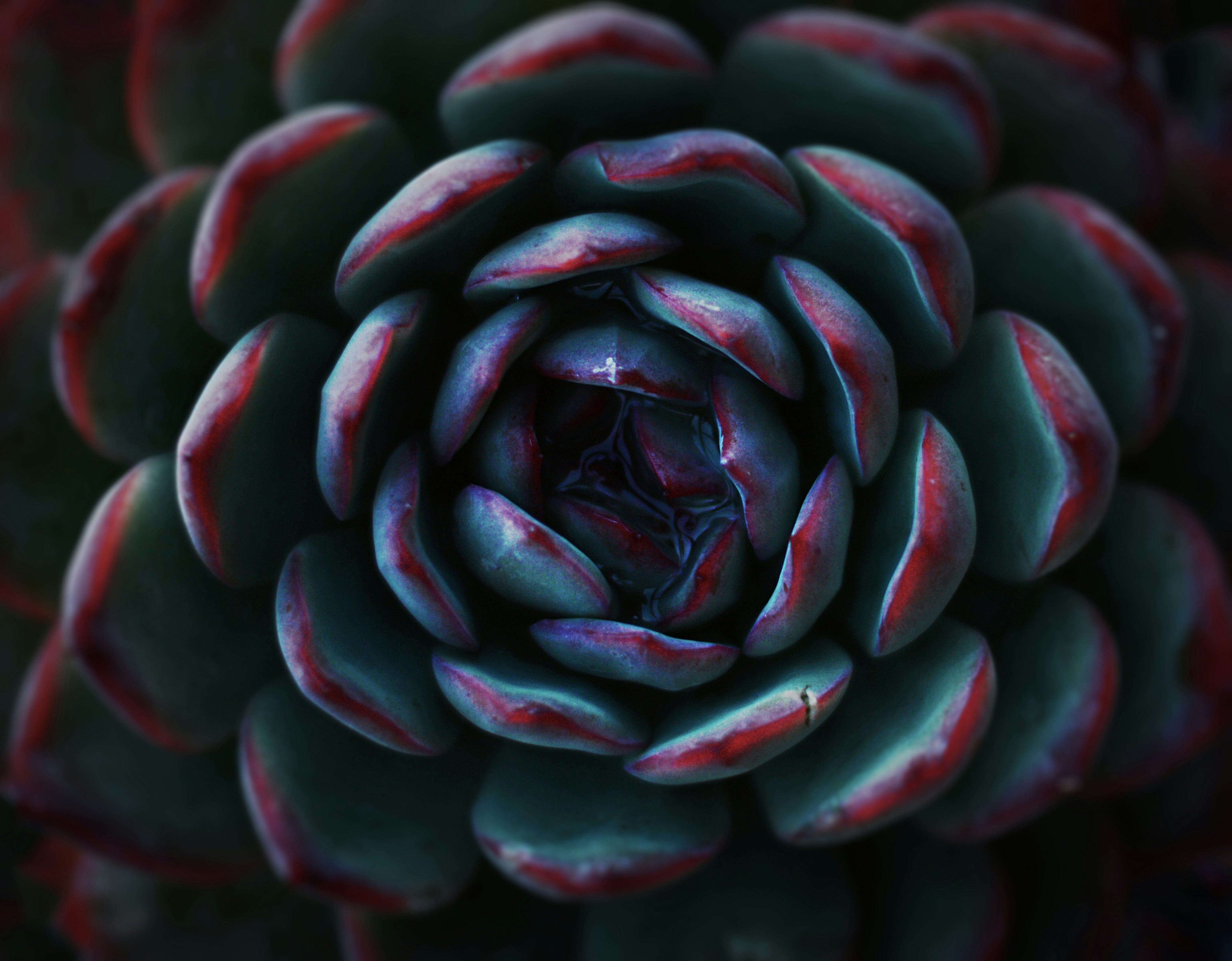 blue and maroon succulent plant