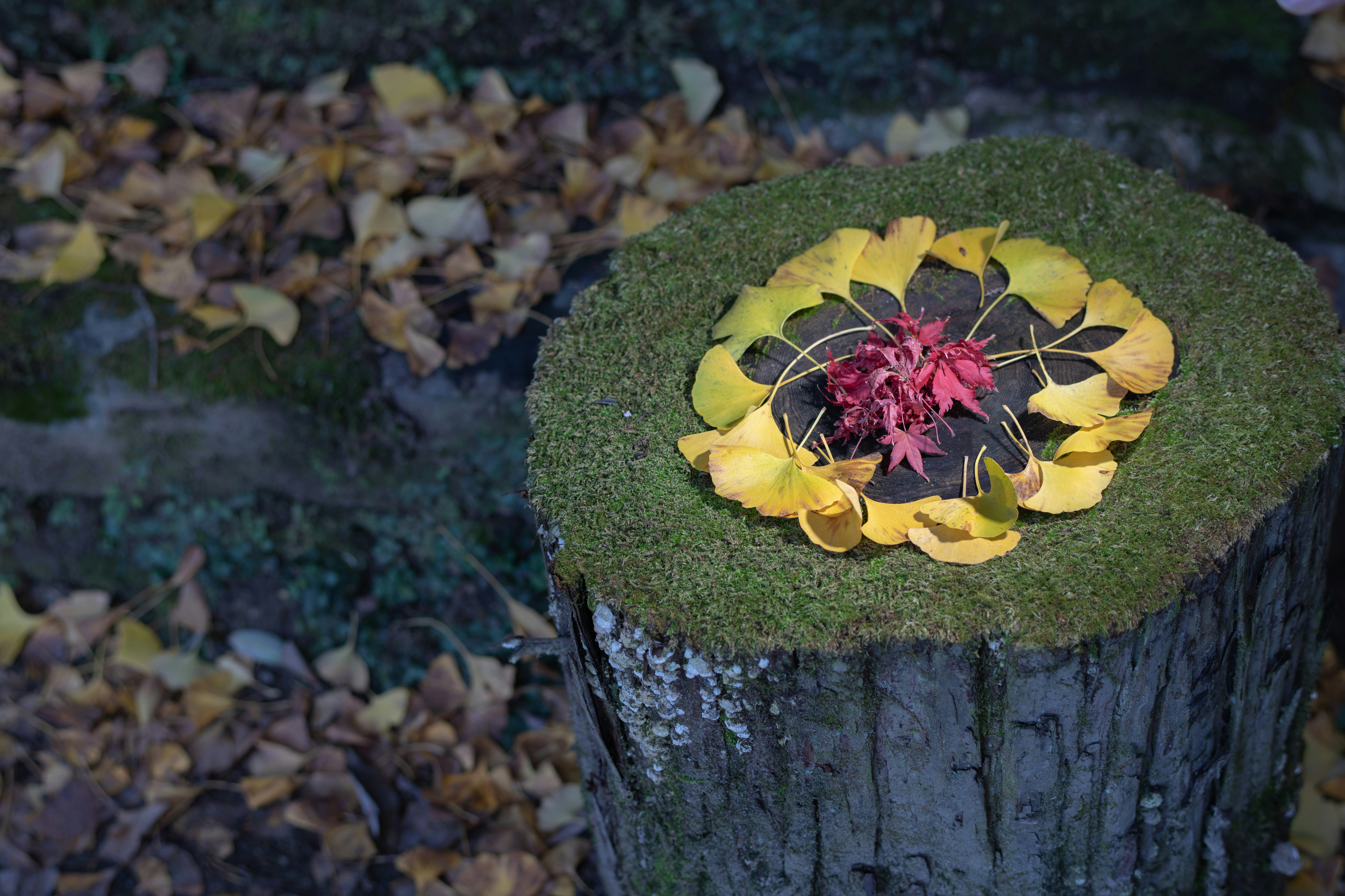 Colorful arrangement of autumn leaves and flowers atop a moss-covered tree stump, surrounded by a carpet of fallen leaves.