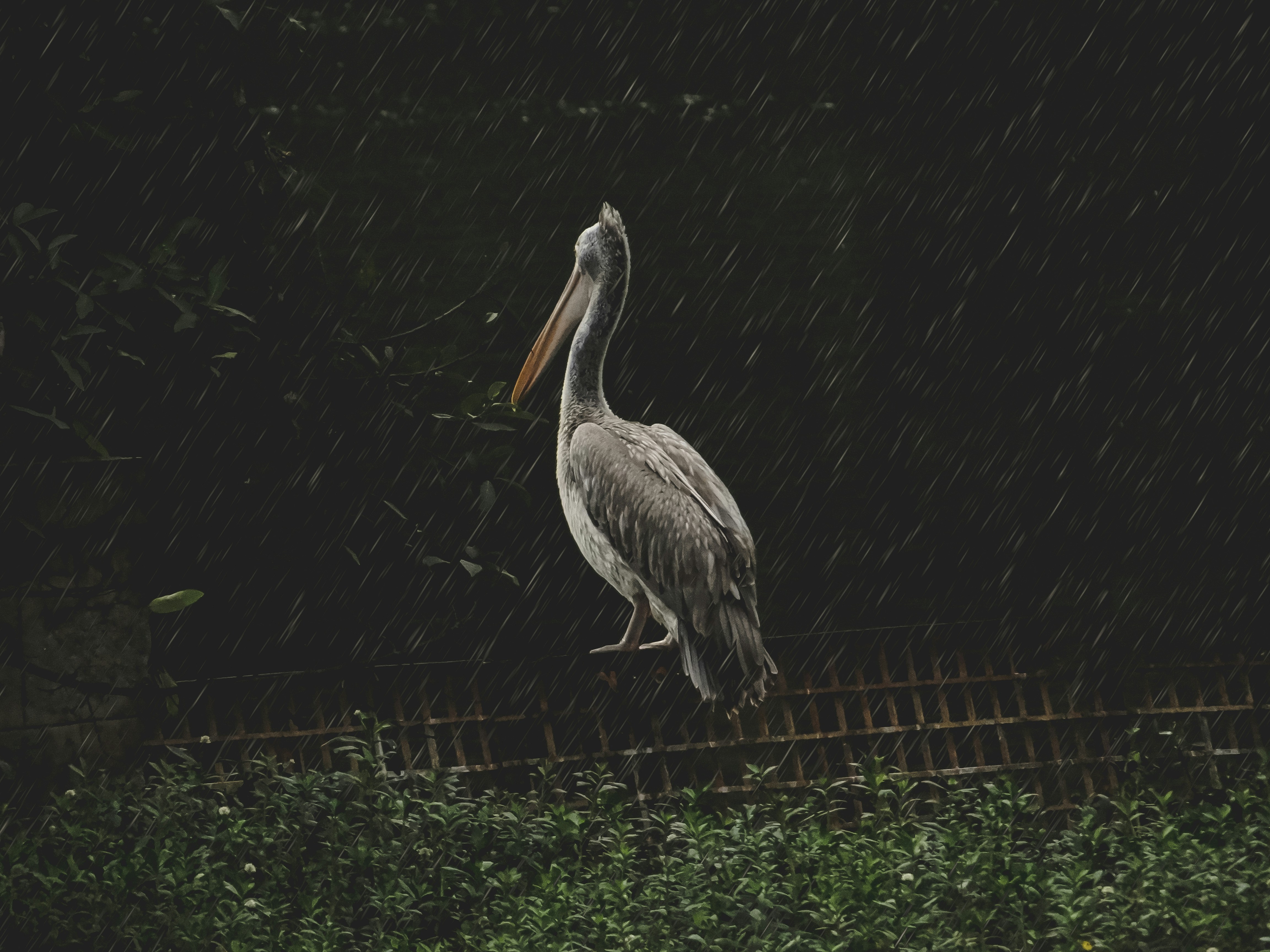 A pelican stands gracefully on a lush green backdrop, surrounded by falling rain, evoking a sense of tranquility and solitude.