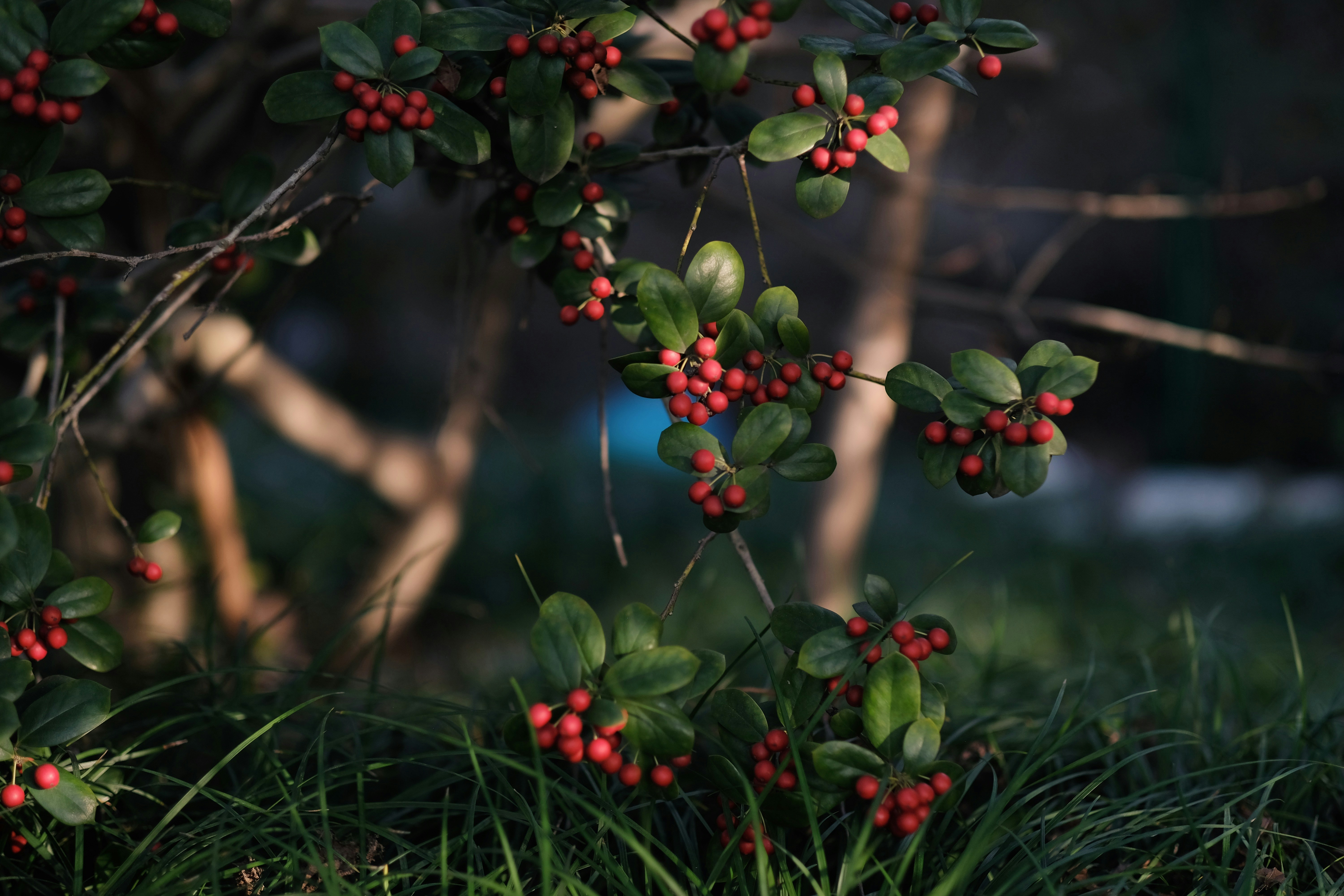 Crimson Berries Framing a Quiet Grass Moment