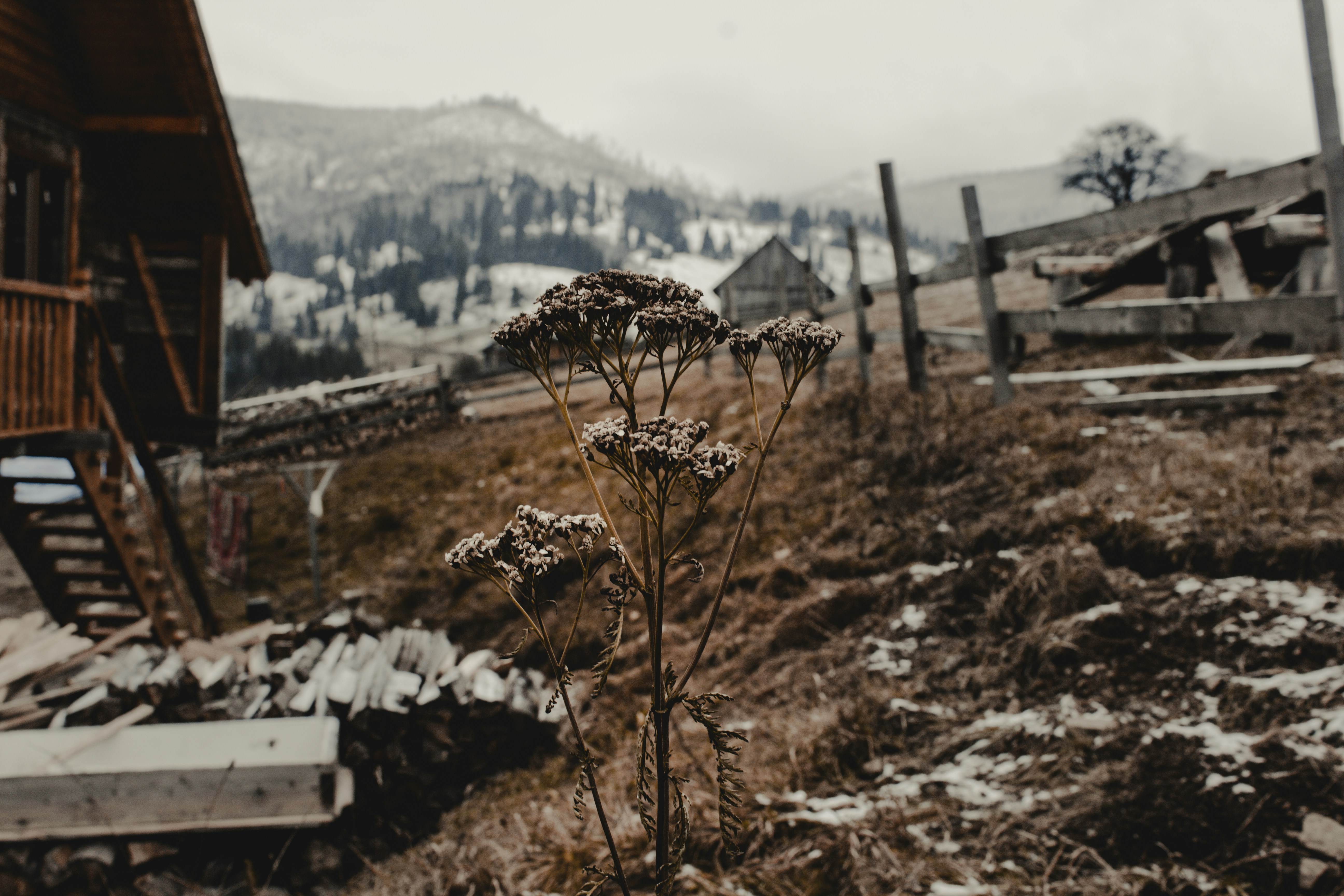 Winter Quiet at the Ridge: Dried Flowers Frame a Snow-Dusted Farmstead