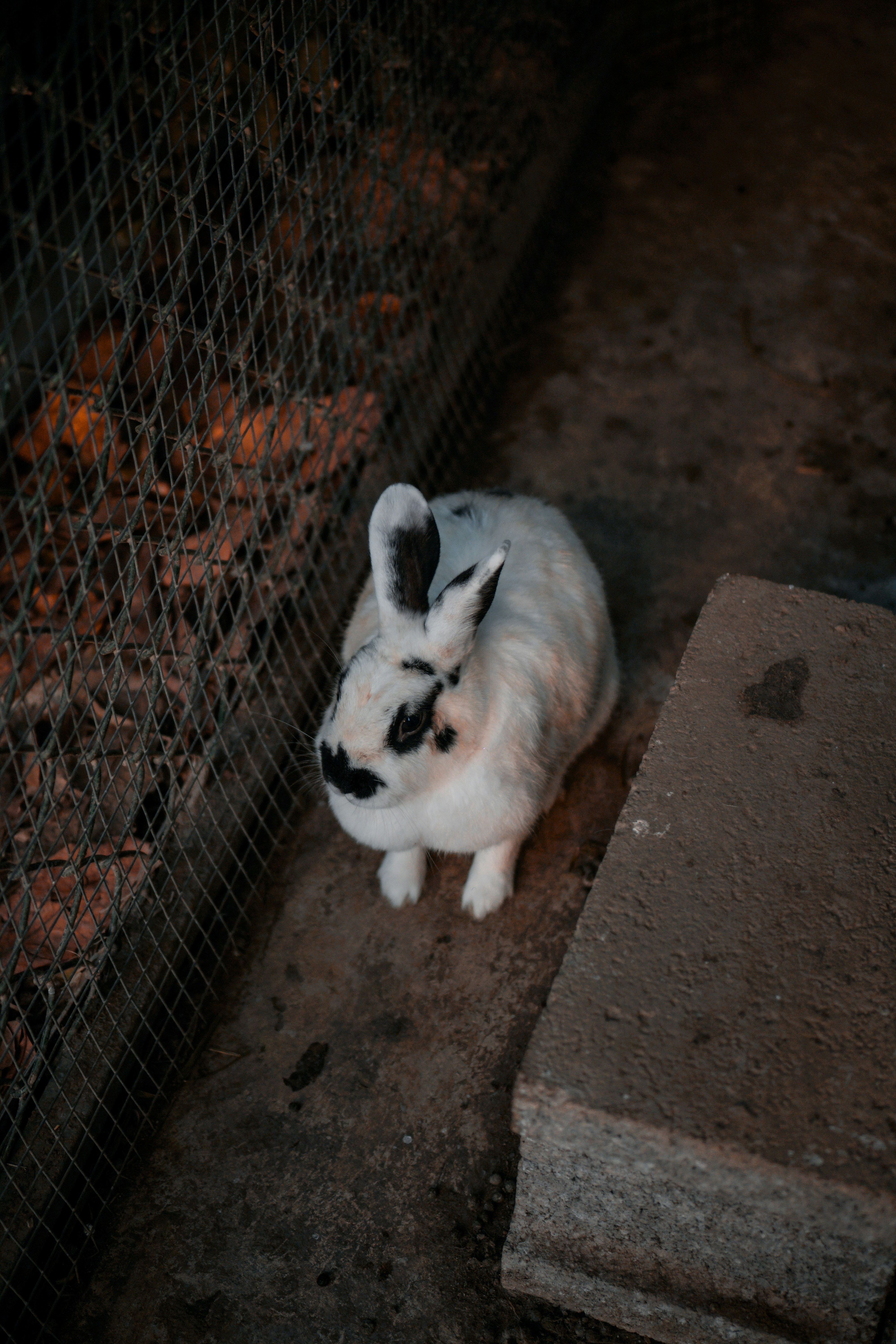 Dusk-Lit White Rabbit Beside a Chain-Link Fence