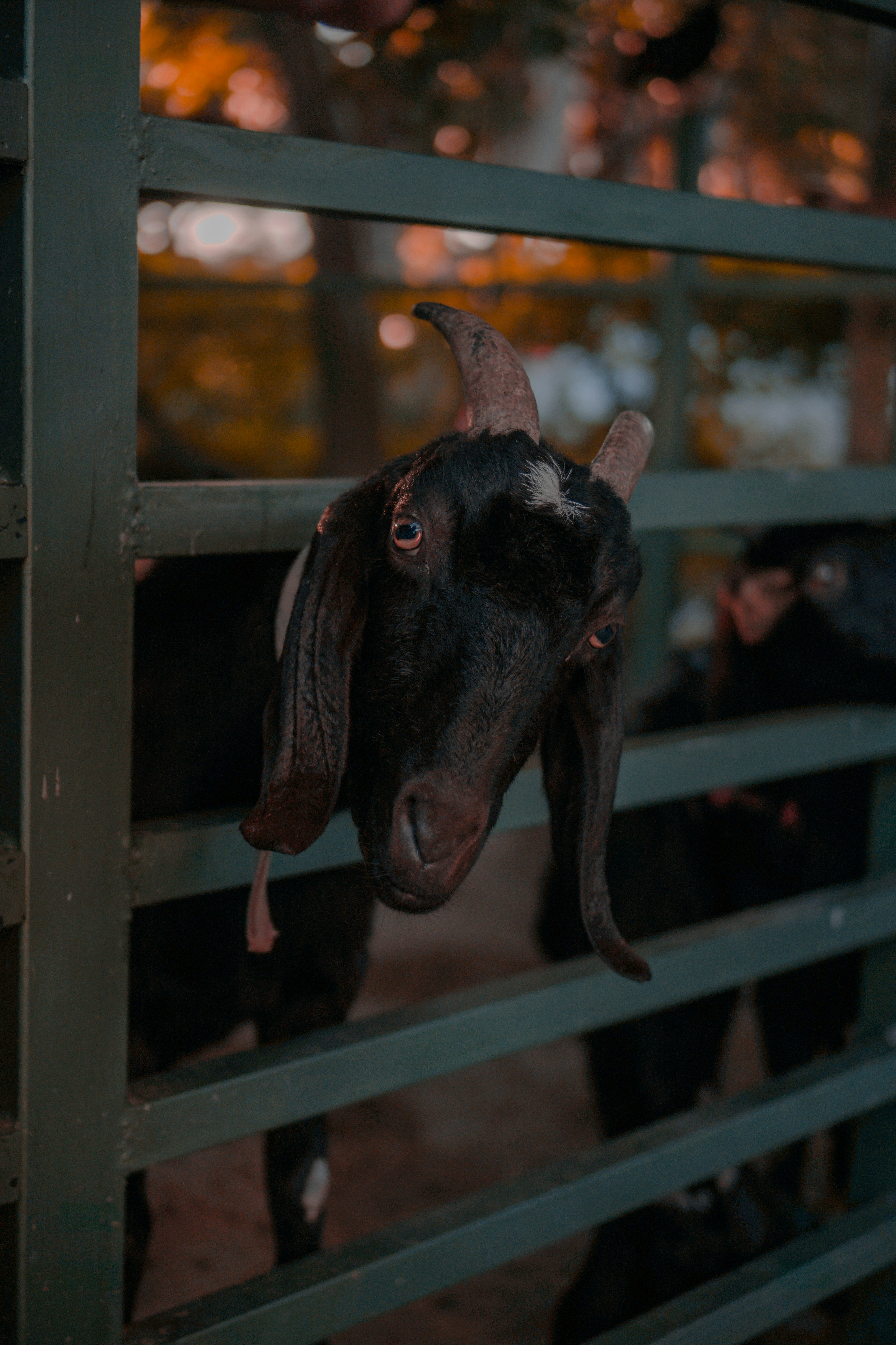 Chèvre noire photo – Photo Chèvre Gratuite sur Unsplash