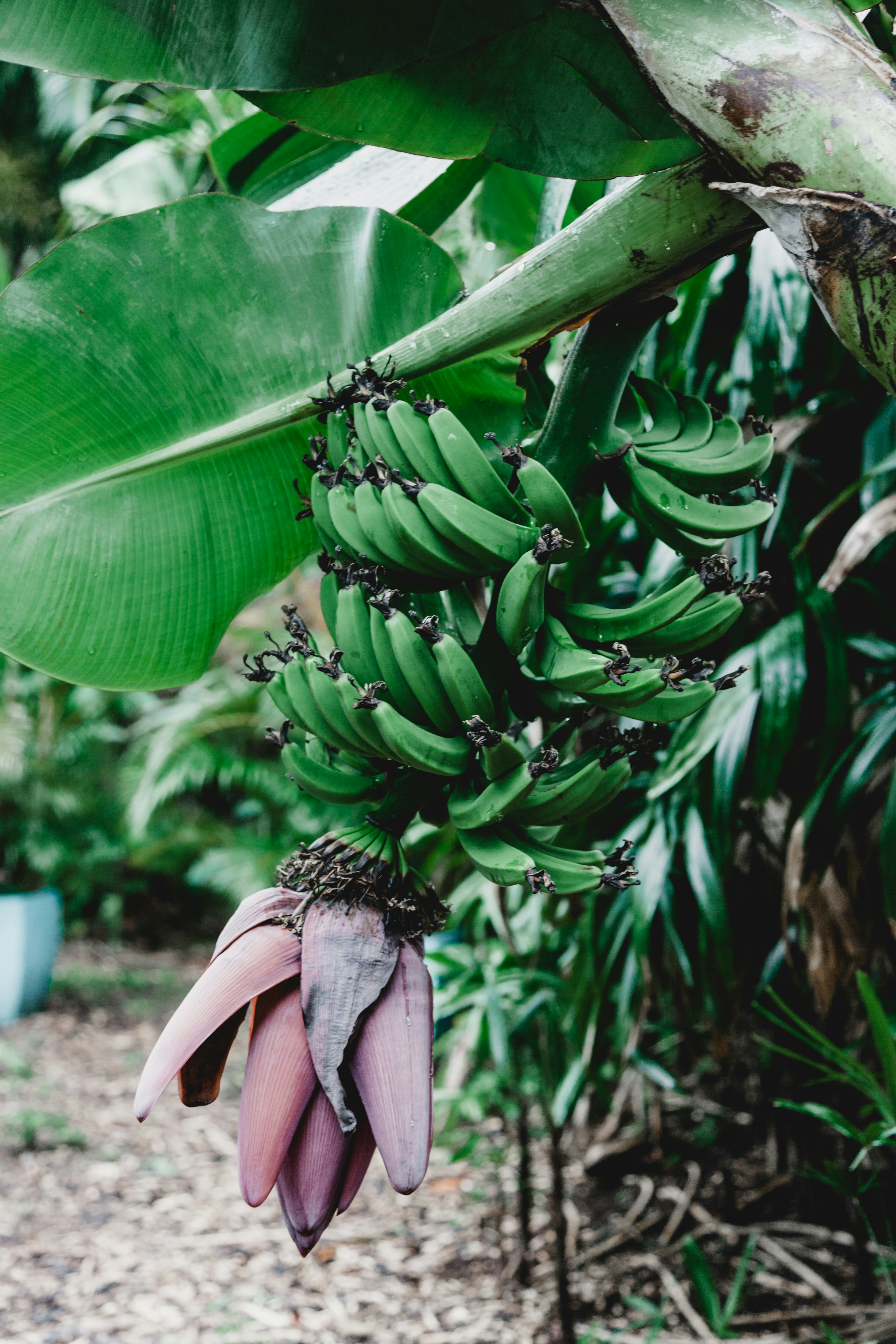 A cluster of green bananas hangs from a vibrant banana plant, with a striking purple flower emerging from the base. The lush foliage creates a rich backdrop.