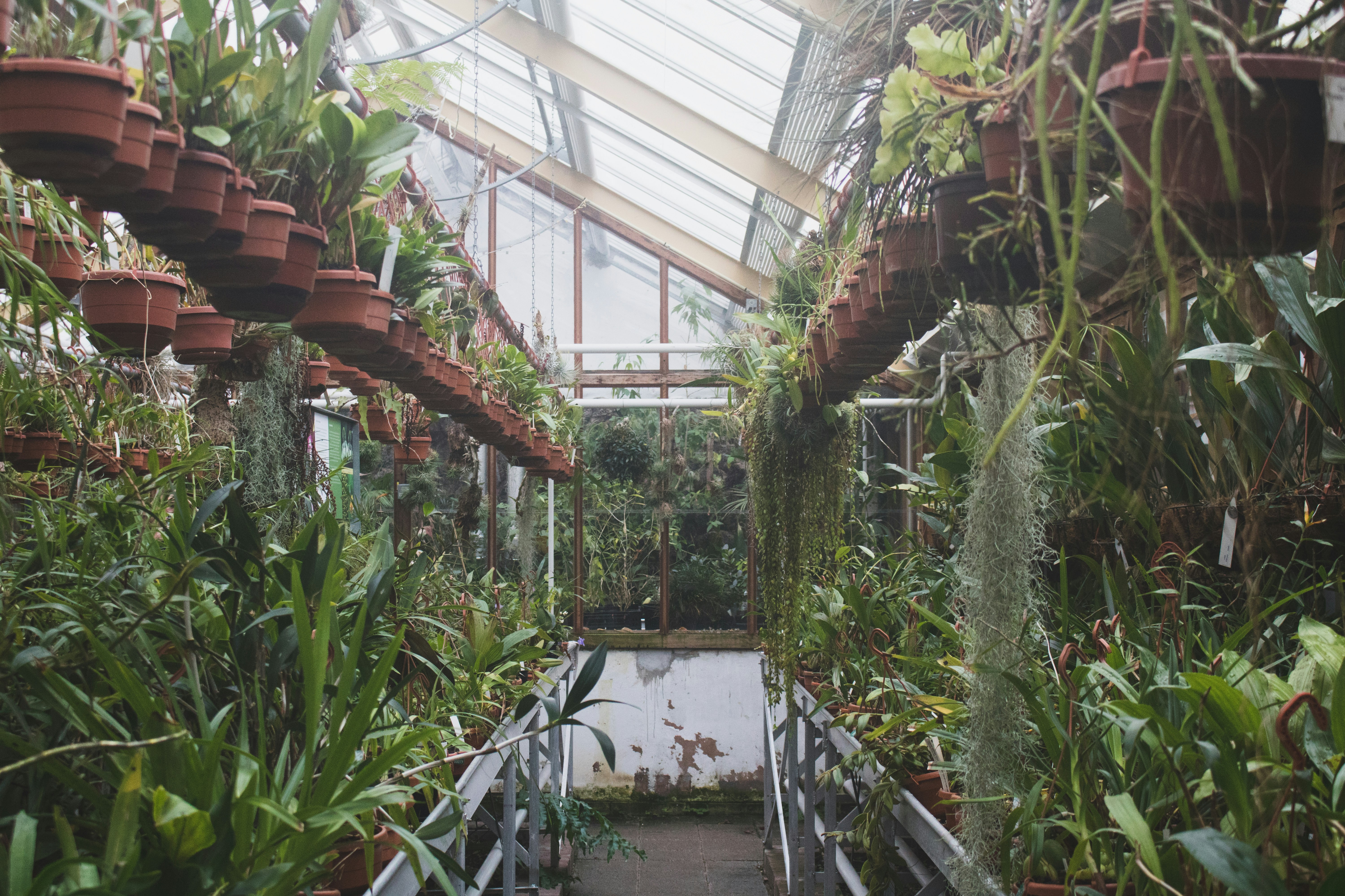 Verdant Oasis Under Glass