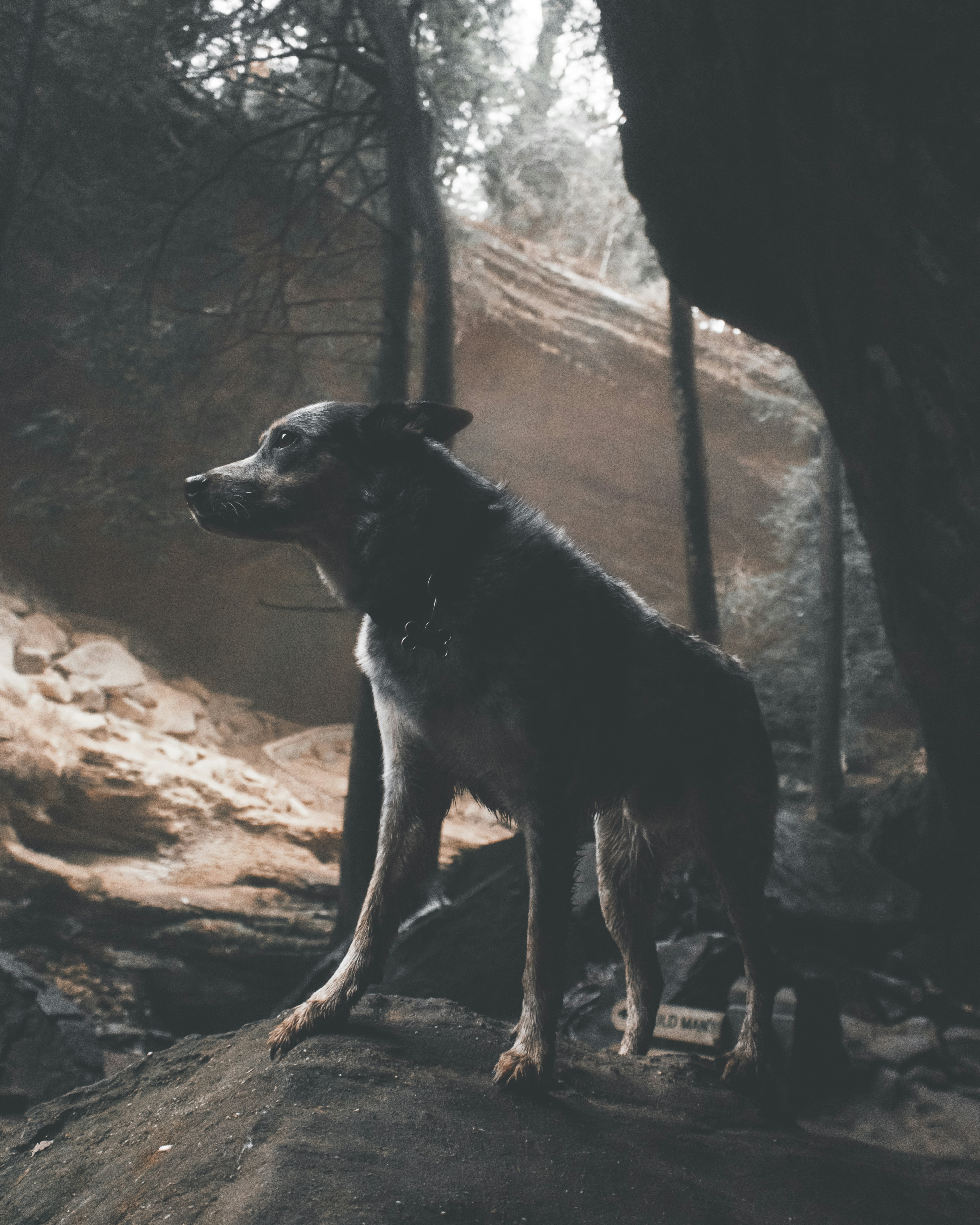 Watchful Sentinel on a Mossy Rock in a Smoky Forest