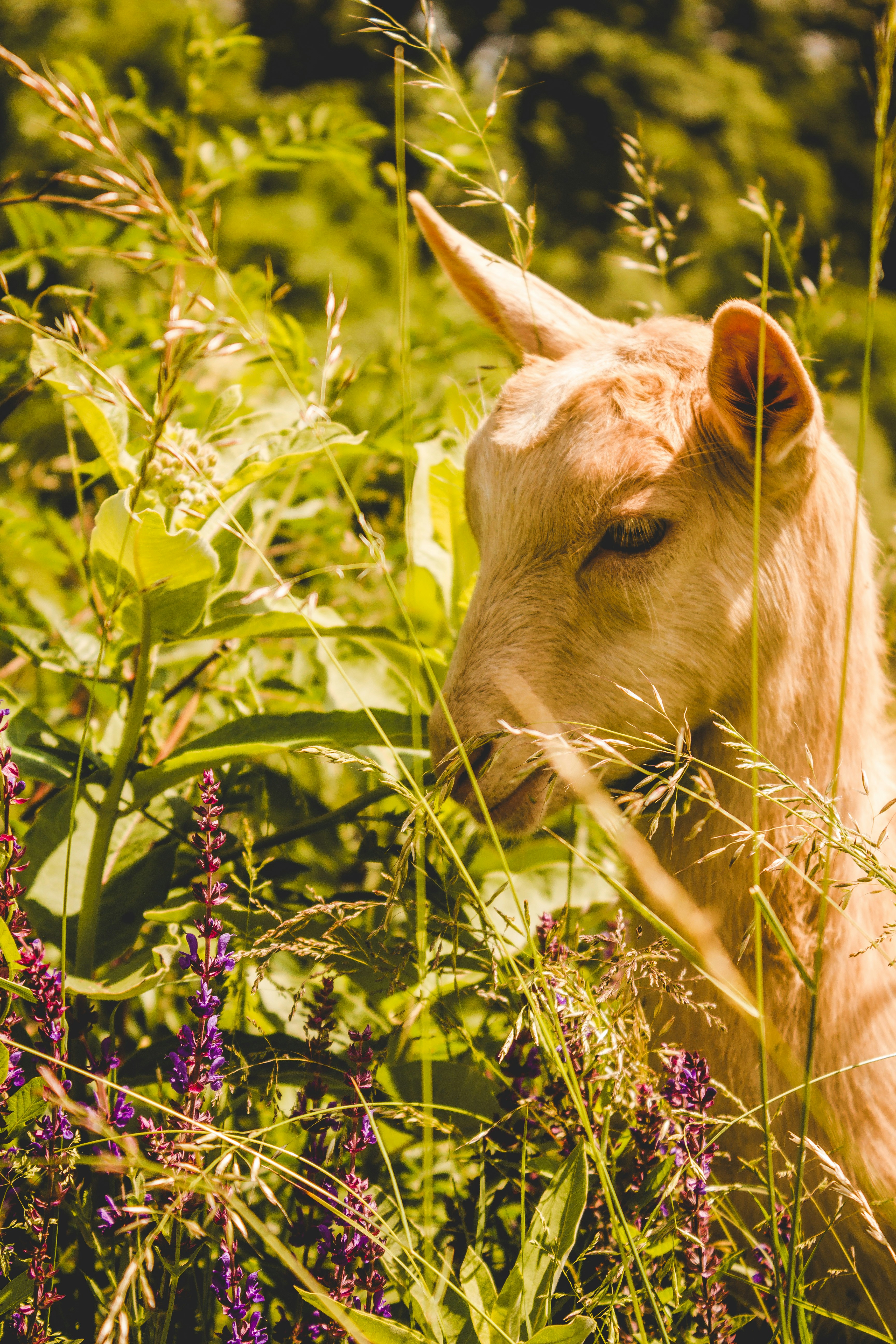 Sunlit Grazing: A Pale Cow in a Meadow of Purple Stems