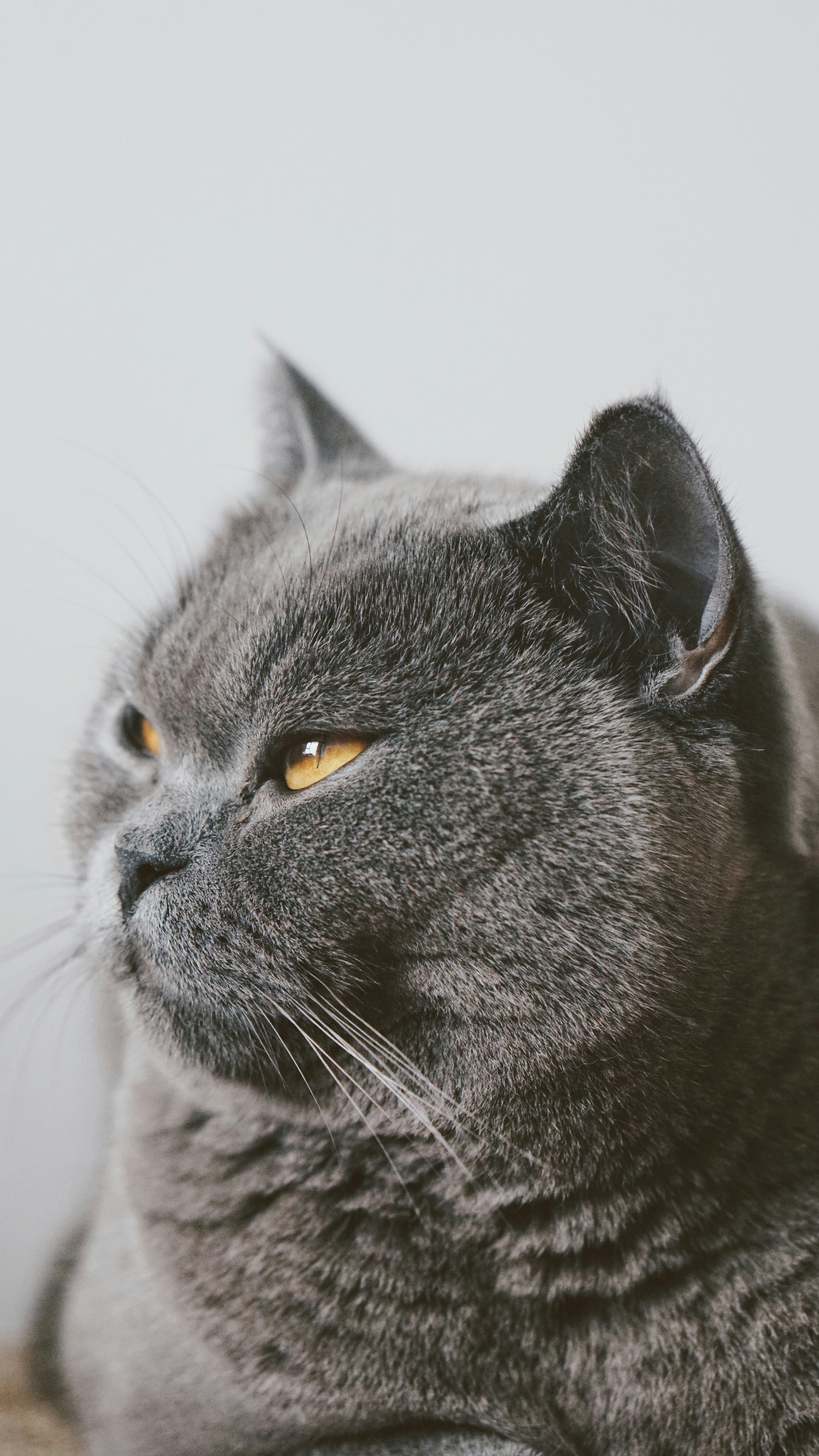 Fat Cat Pictures | Download Free Images on Unsplash