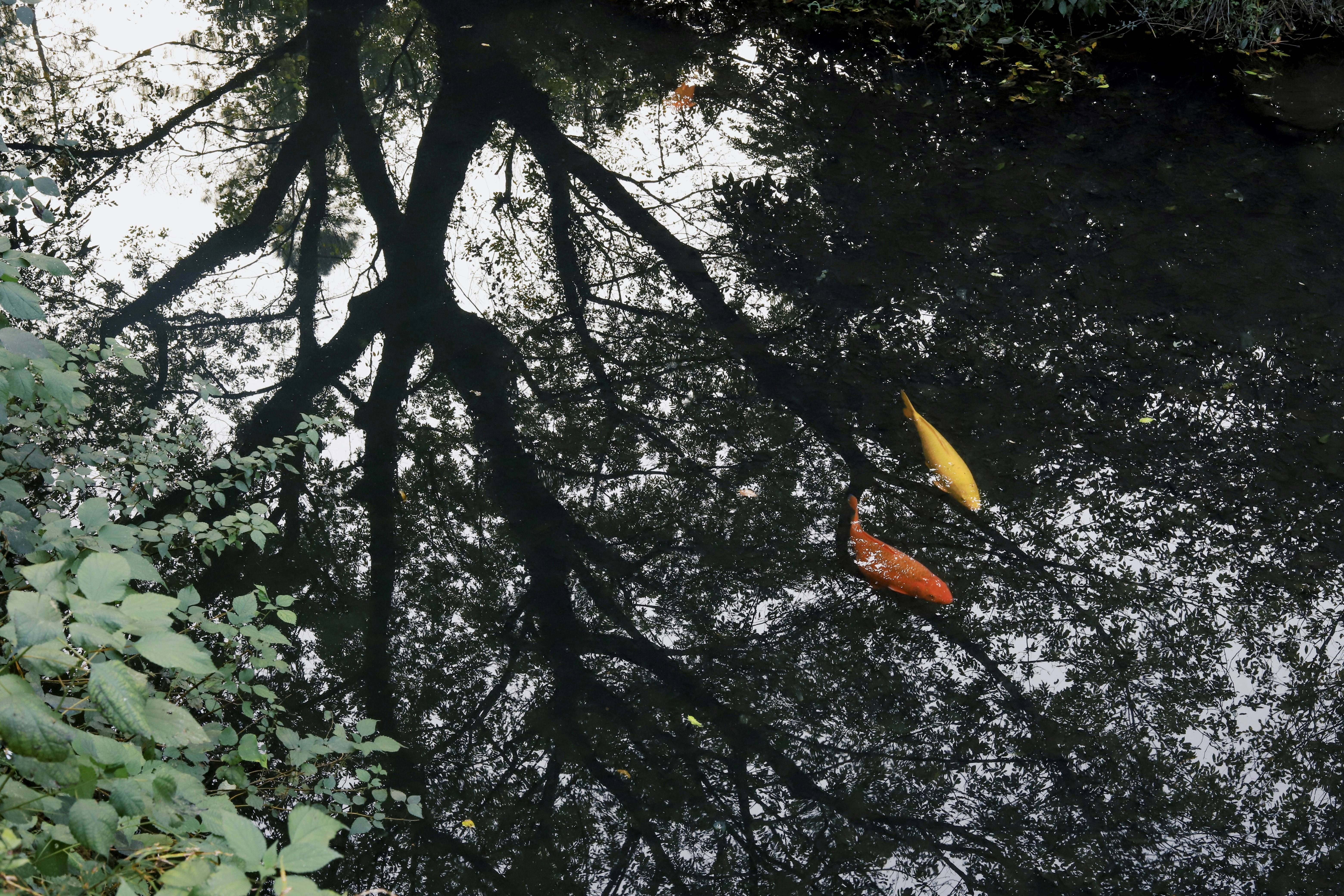 Amber Leaf on a Glassy Canopy Mirror