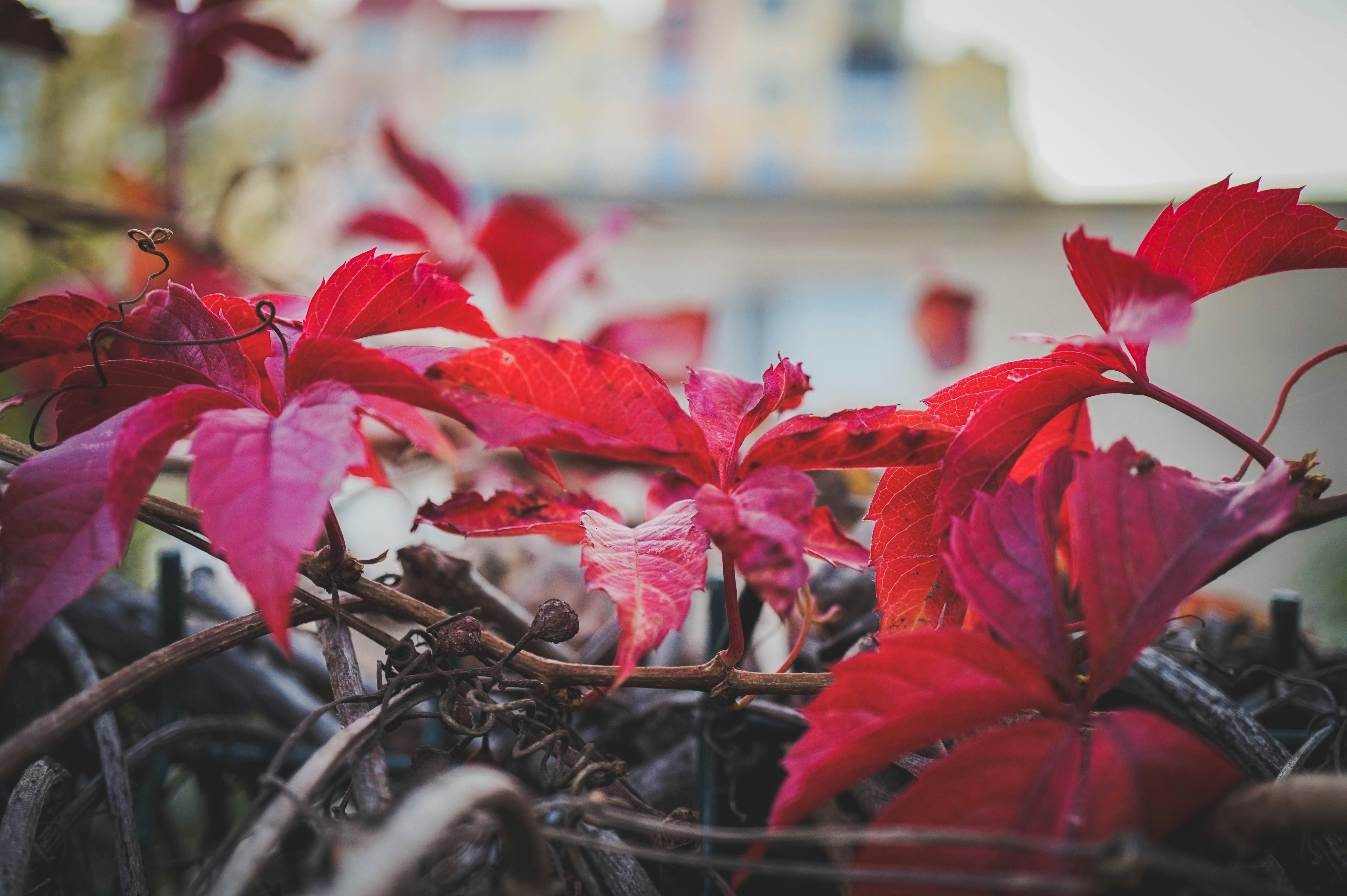 red poinsettia flowers in selective focus photography