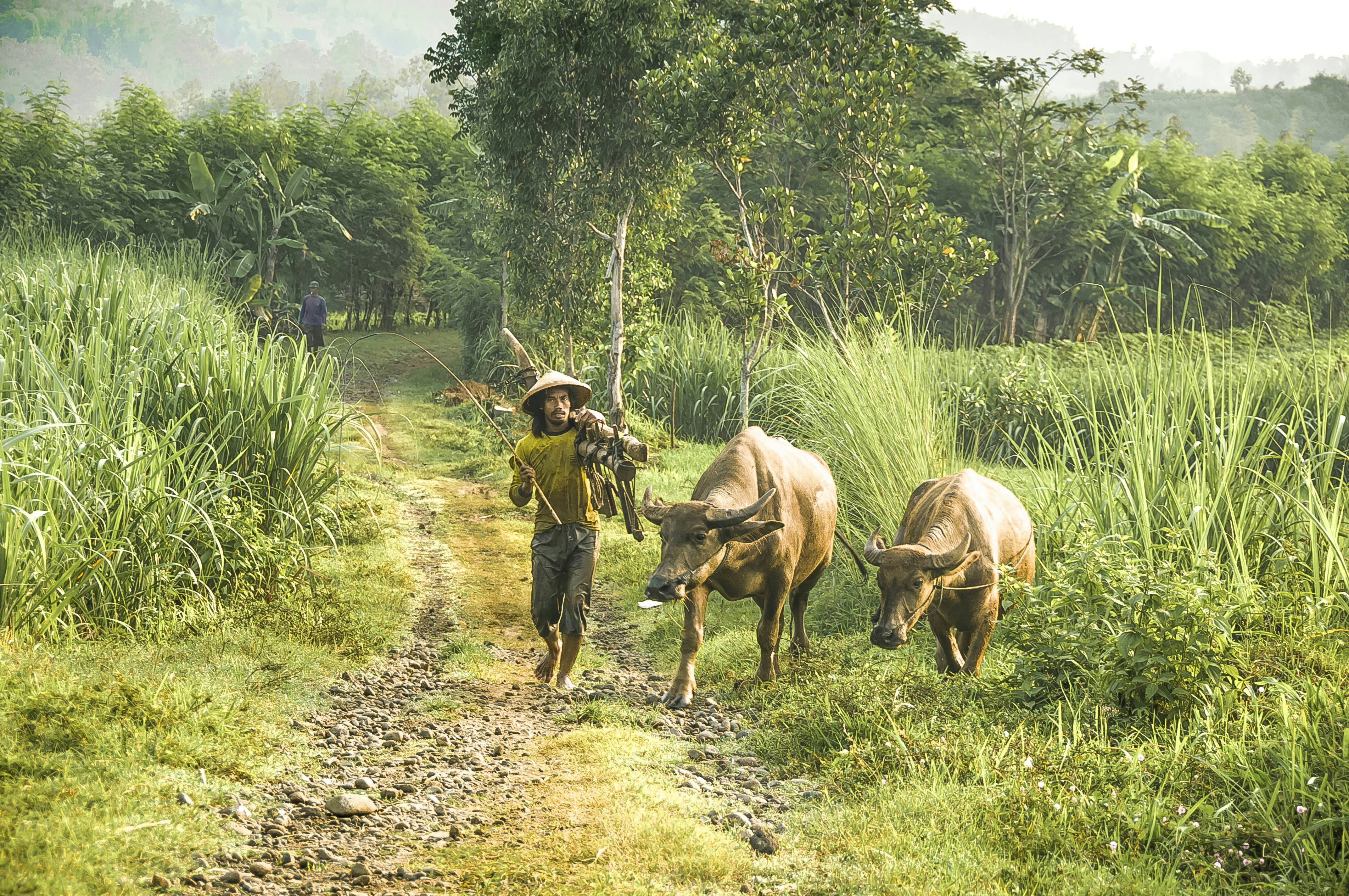 Dust on the Trail: A Rural Herdsman Guides Two Buffalo Through a Palm-Fringed Path