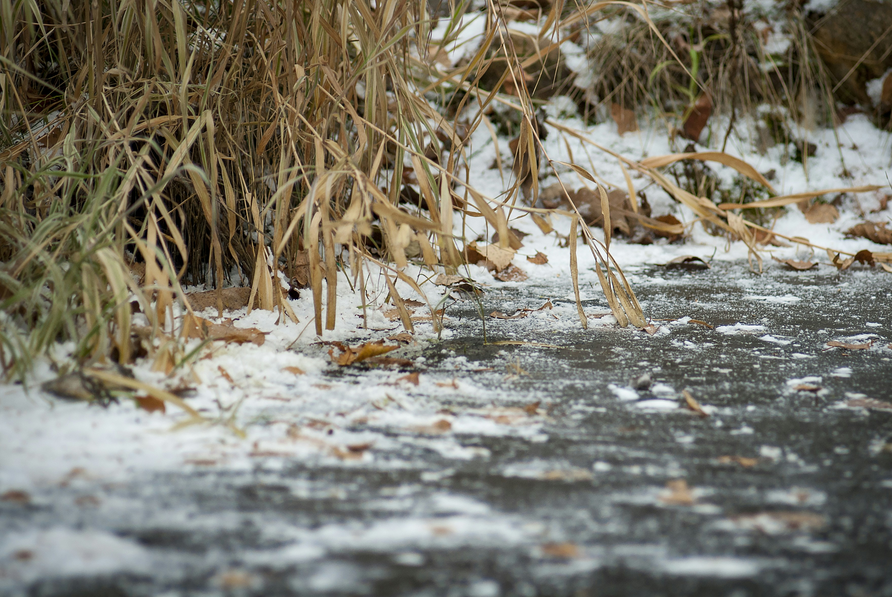 Reed-Flecked Silence: Frost Along a Partially Frozen Shore