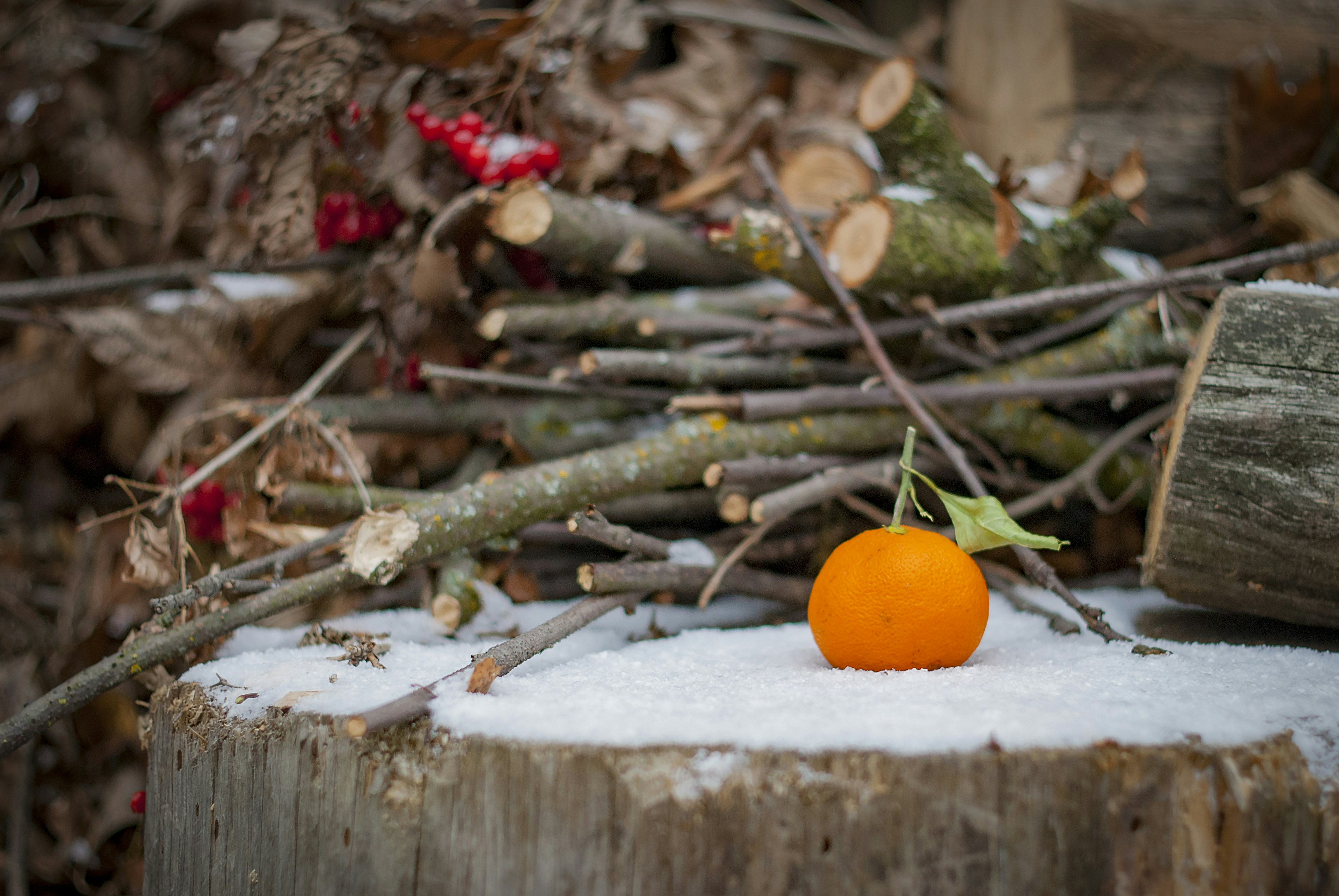 Orange on Snow: A Quiet Beacon Among Timber