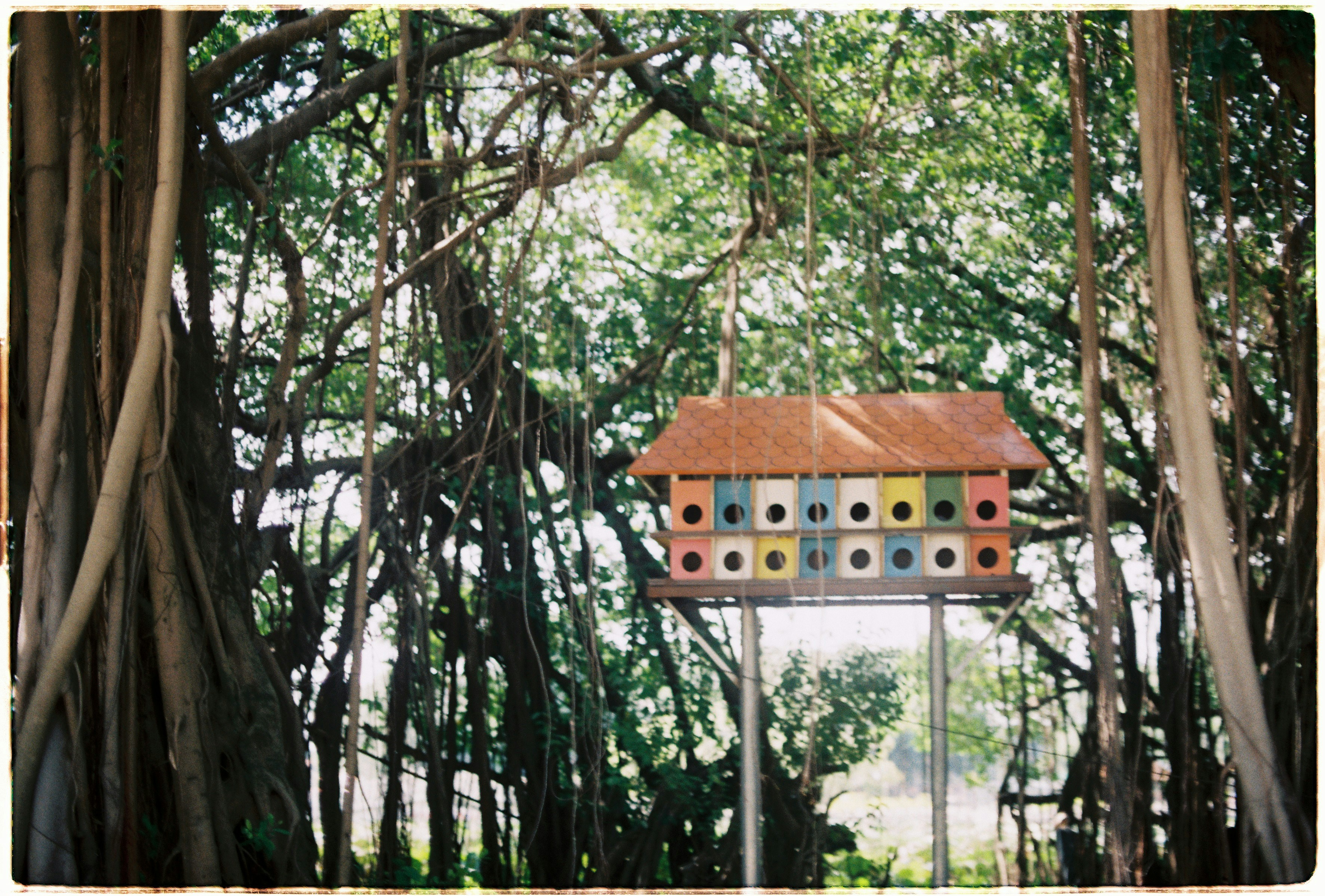 Birdhouse Corridor: Colorful Nesting Blocks Amid Banyan Groves