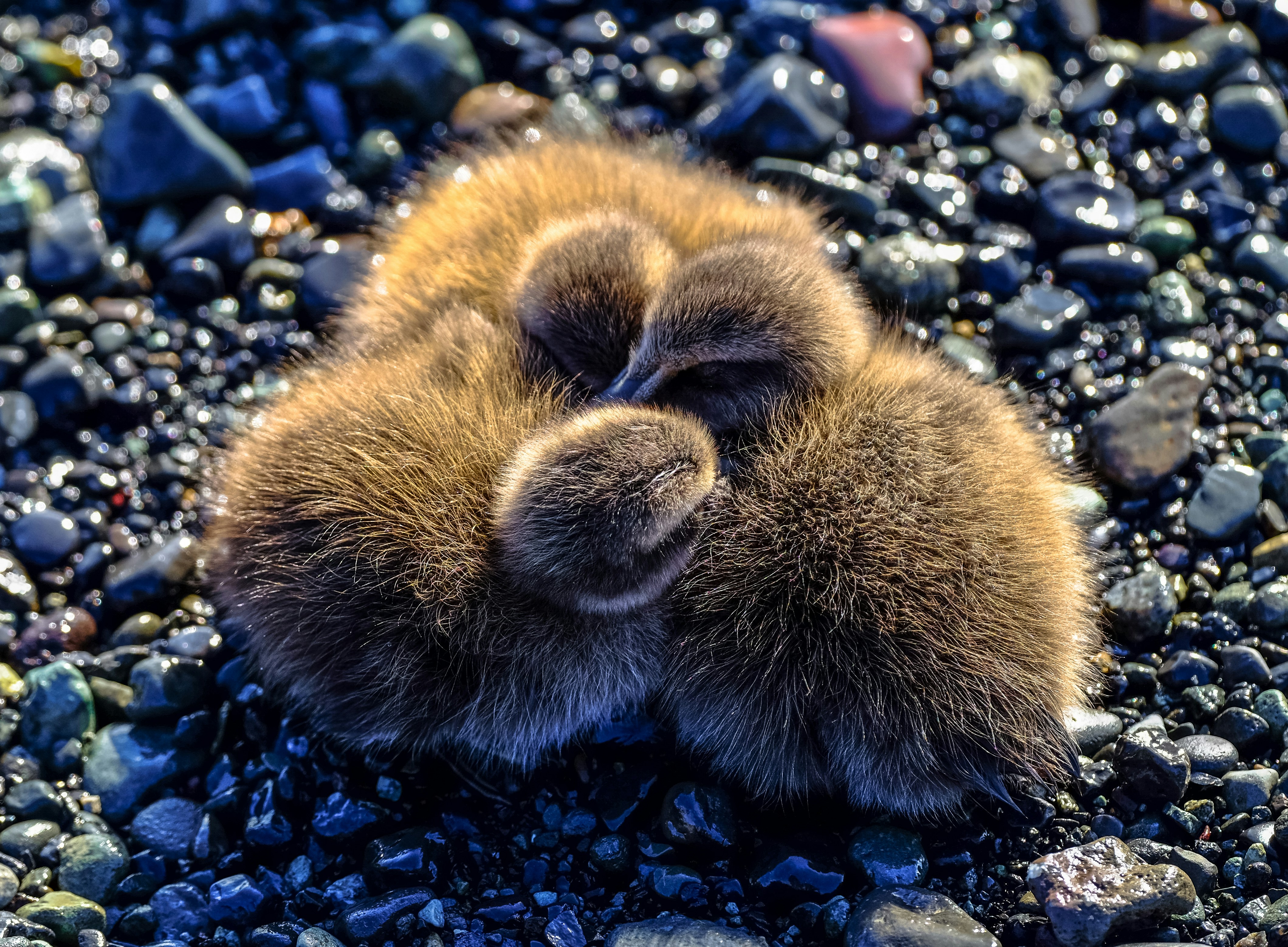 Four fluffy ducklings huddled closely together on a bed of pebbles, showcasing their soft down feathers. The setting highlights their vulnerability and warmth.
