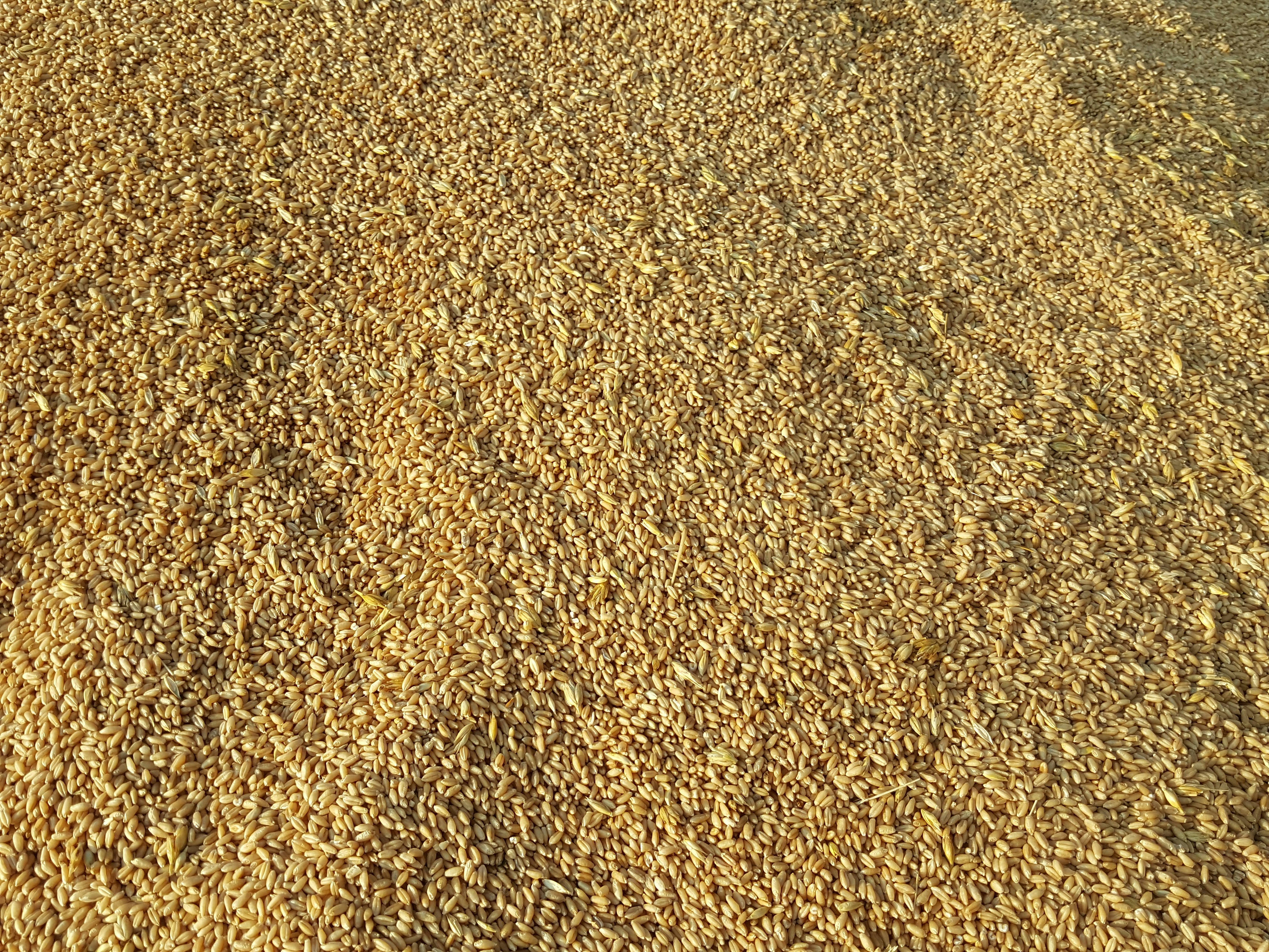 Close-up view of a vast expanse of harvested grain, showcasing the texture and color of the kernels under natural light.