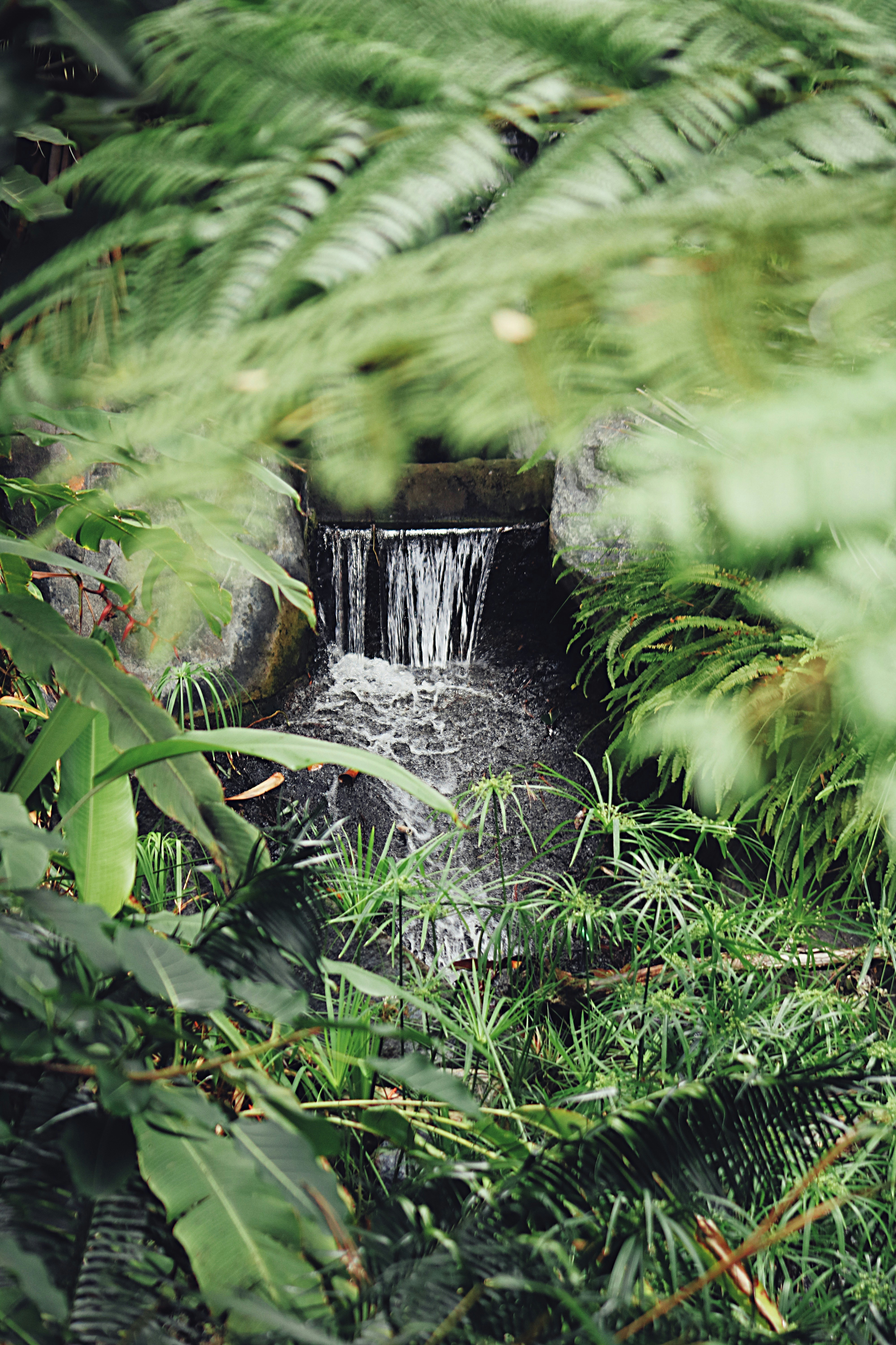 Fern-Framed Cascade in a Quiet Garden Oasis