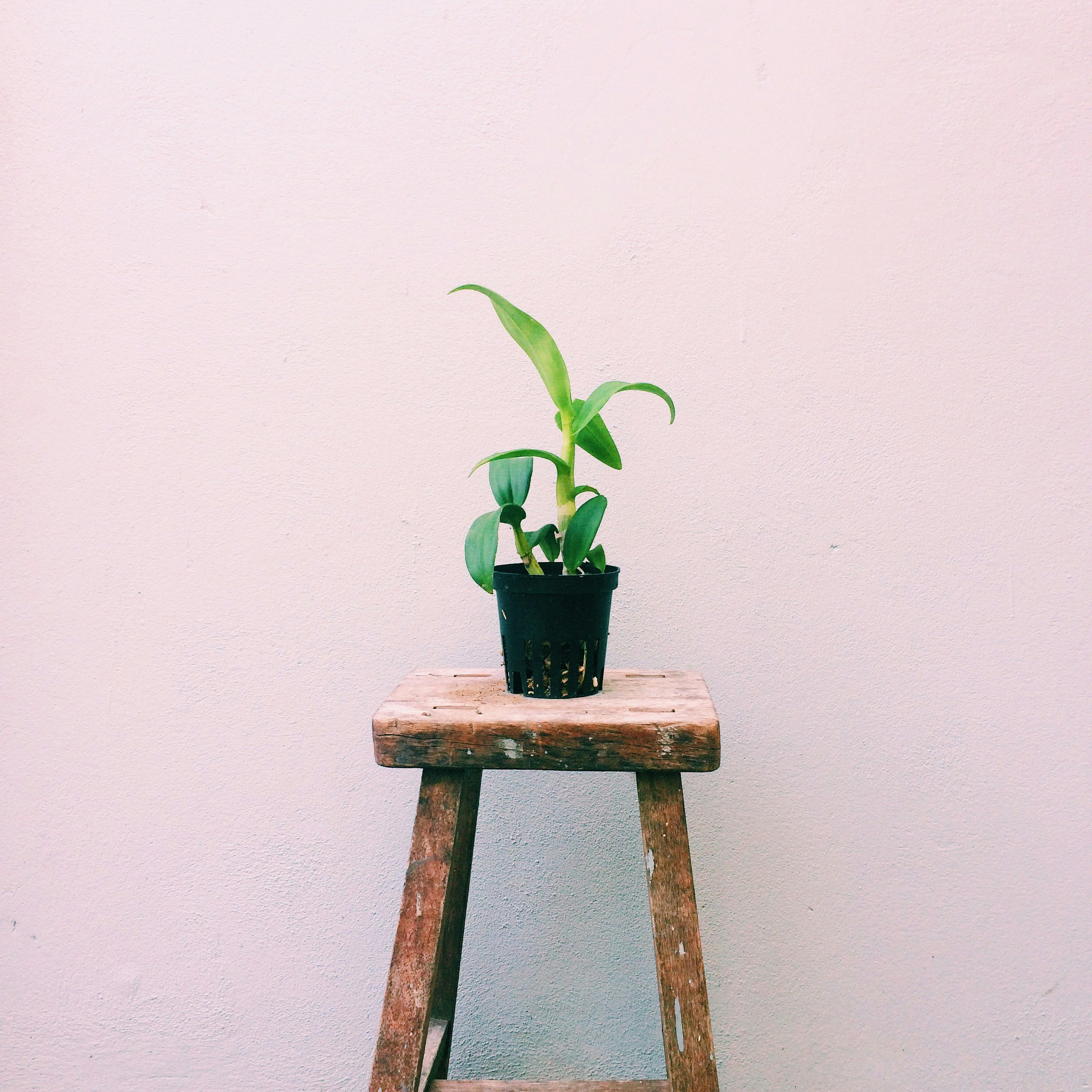 Potted plant on a rustic wooden stool against a soft, neutral wall. The simplicity of the scene highlights the vibrant green leaves.