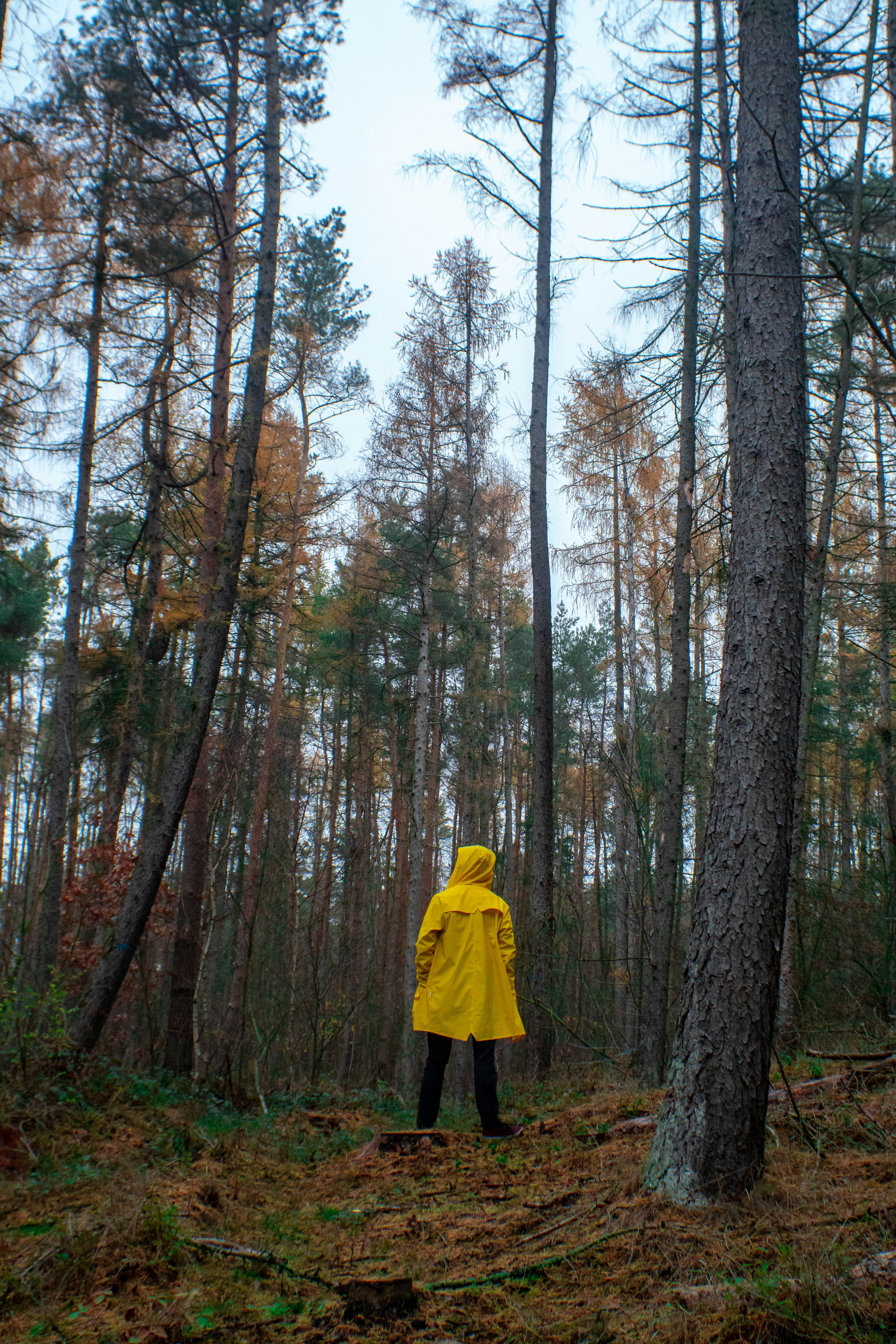 Person in a bright yellow raincoat stands amidst tall trees in an autumn forest, surrounded by a serene, muted atmosphere.