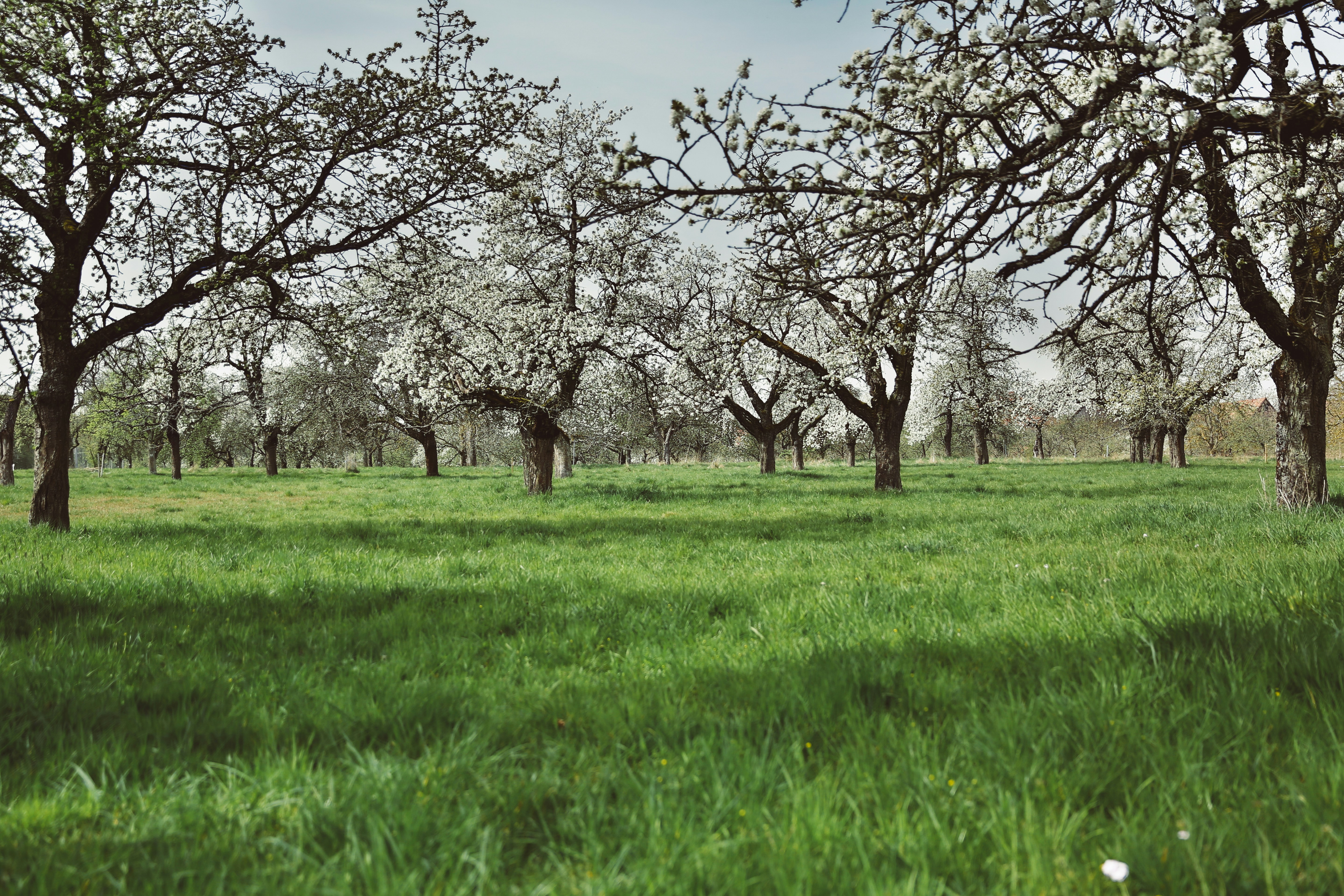 Définition de francique | Dictionnaire français
