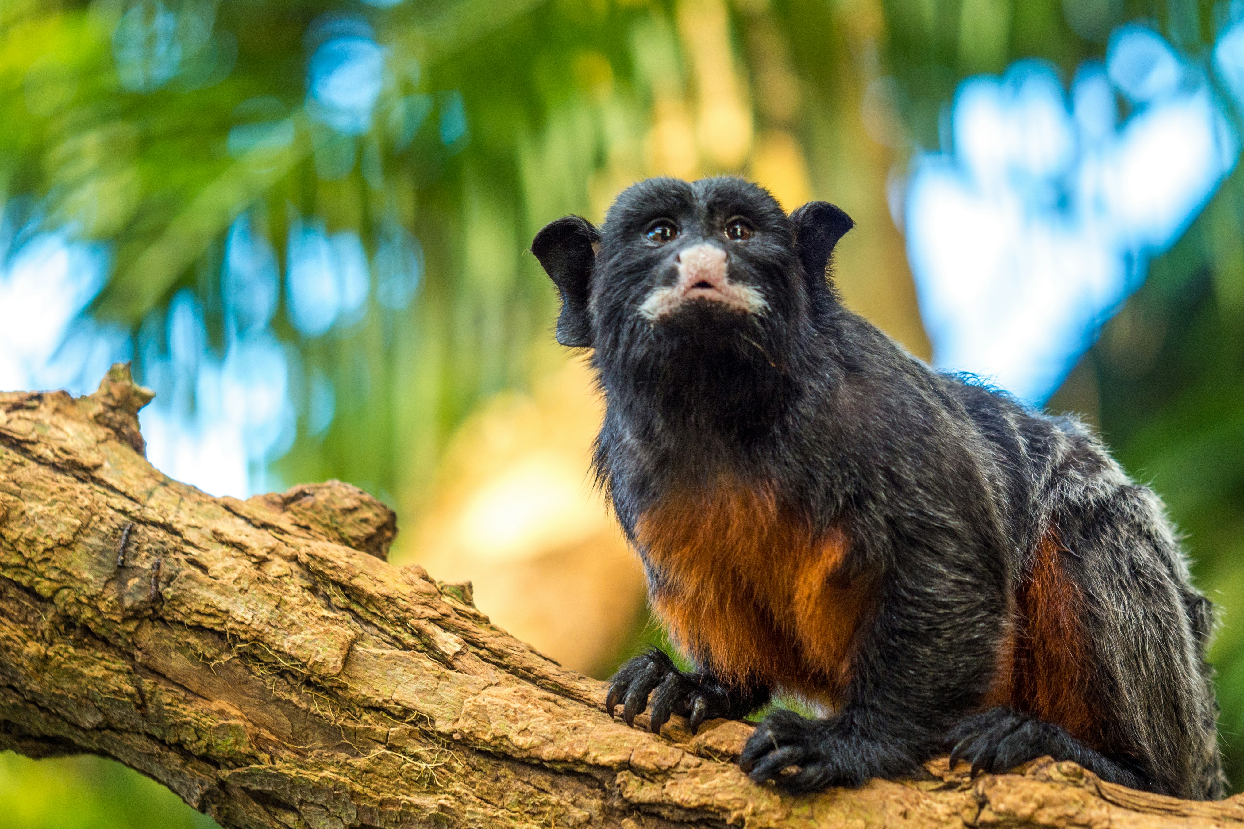 A black howler monkey perched on a tree branch, gazing thoughtfully into the distance amidst a vibrant green backdrop.