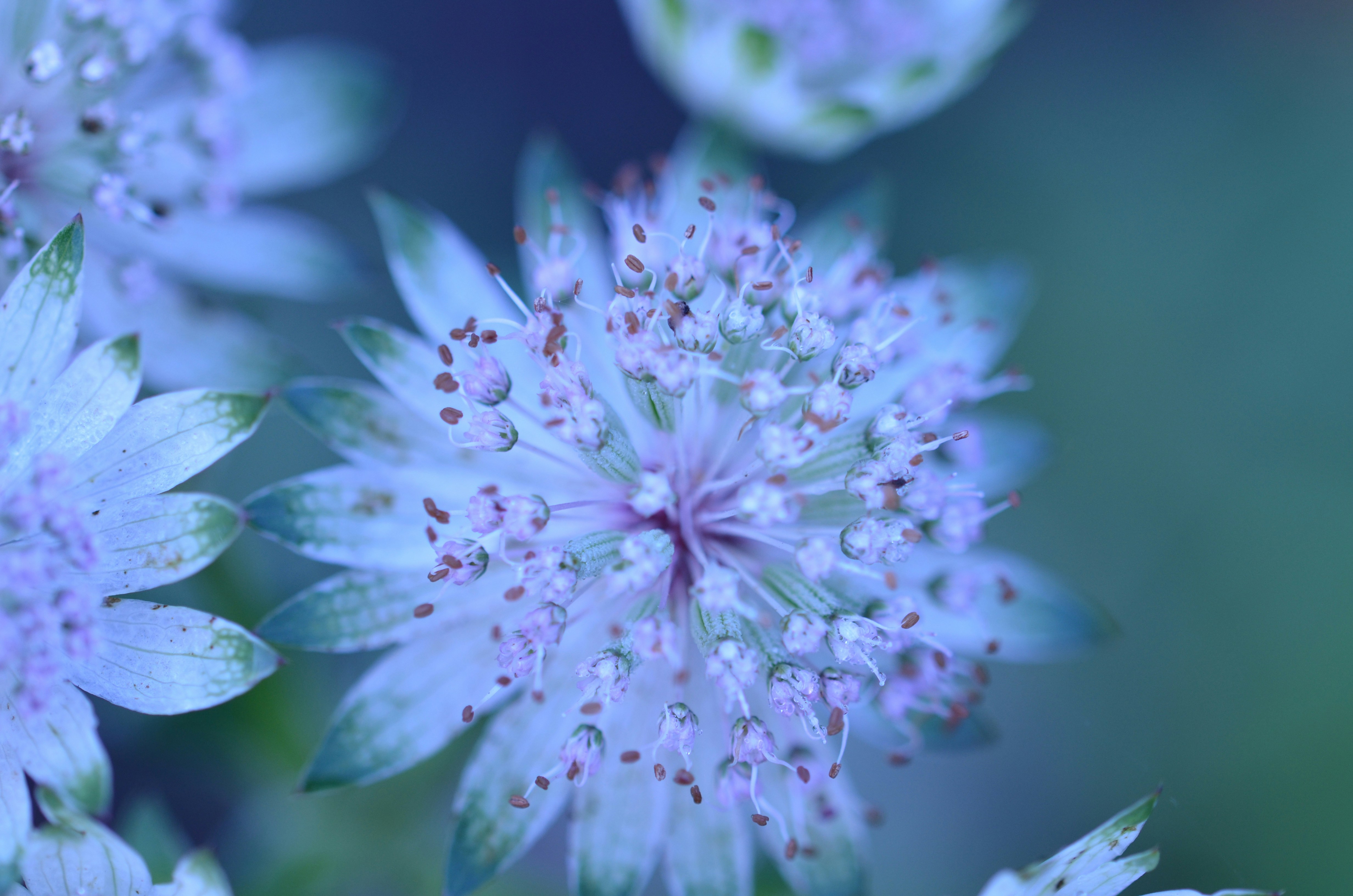Petals Constellation: A Close-Up Bloom in Cool Violet Light