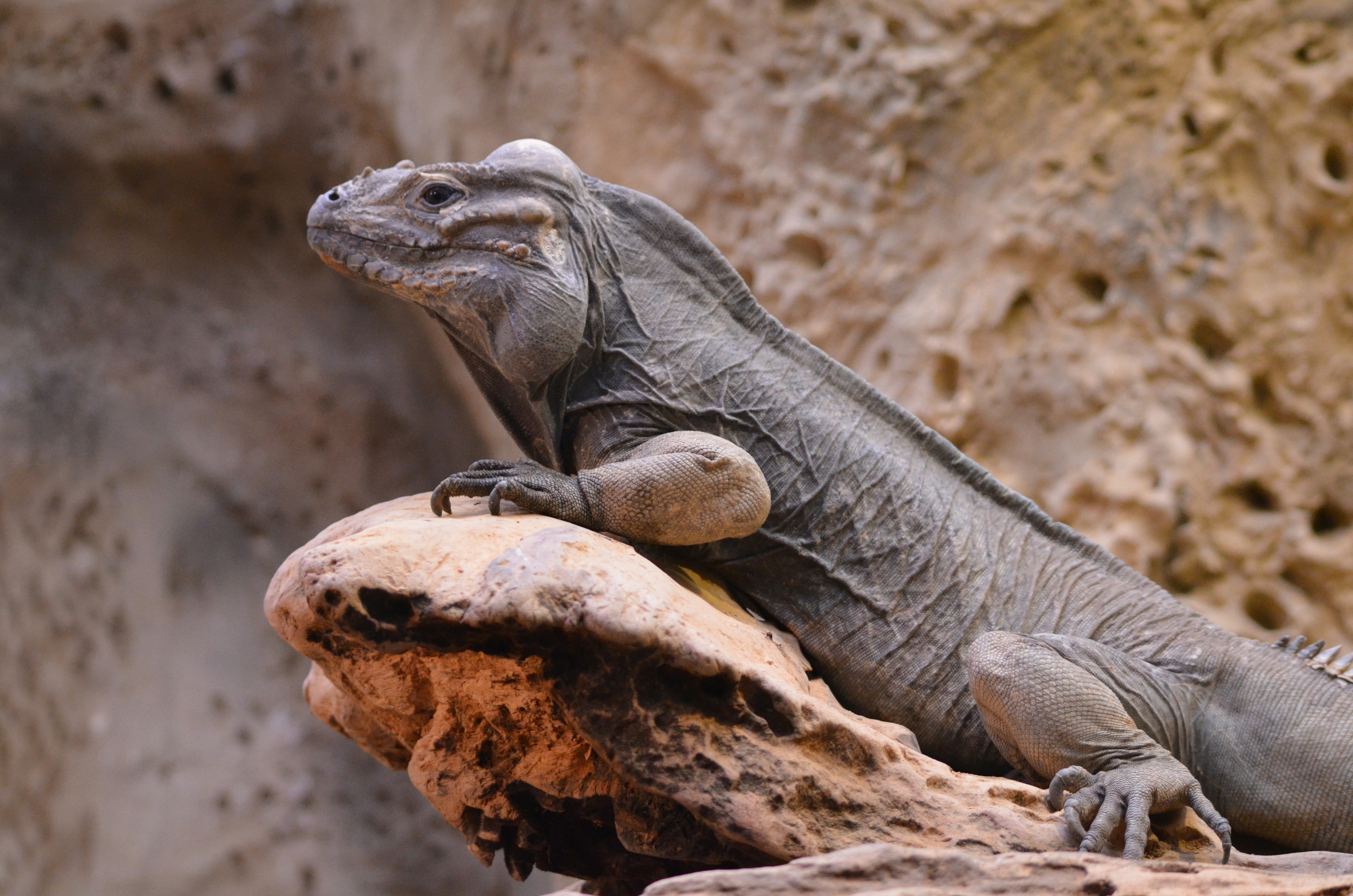 Gray iguana photo – Free Animal Image on Unsplash