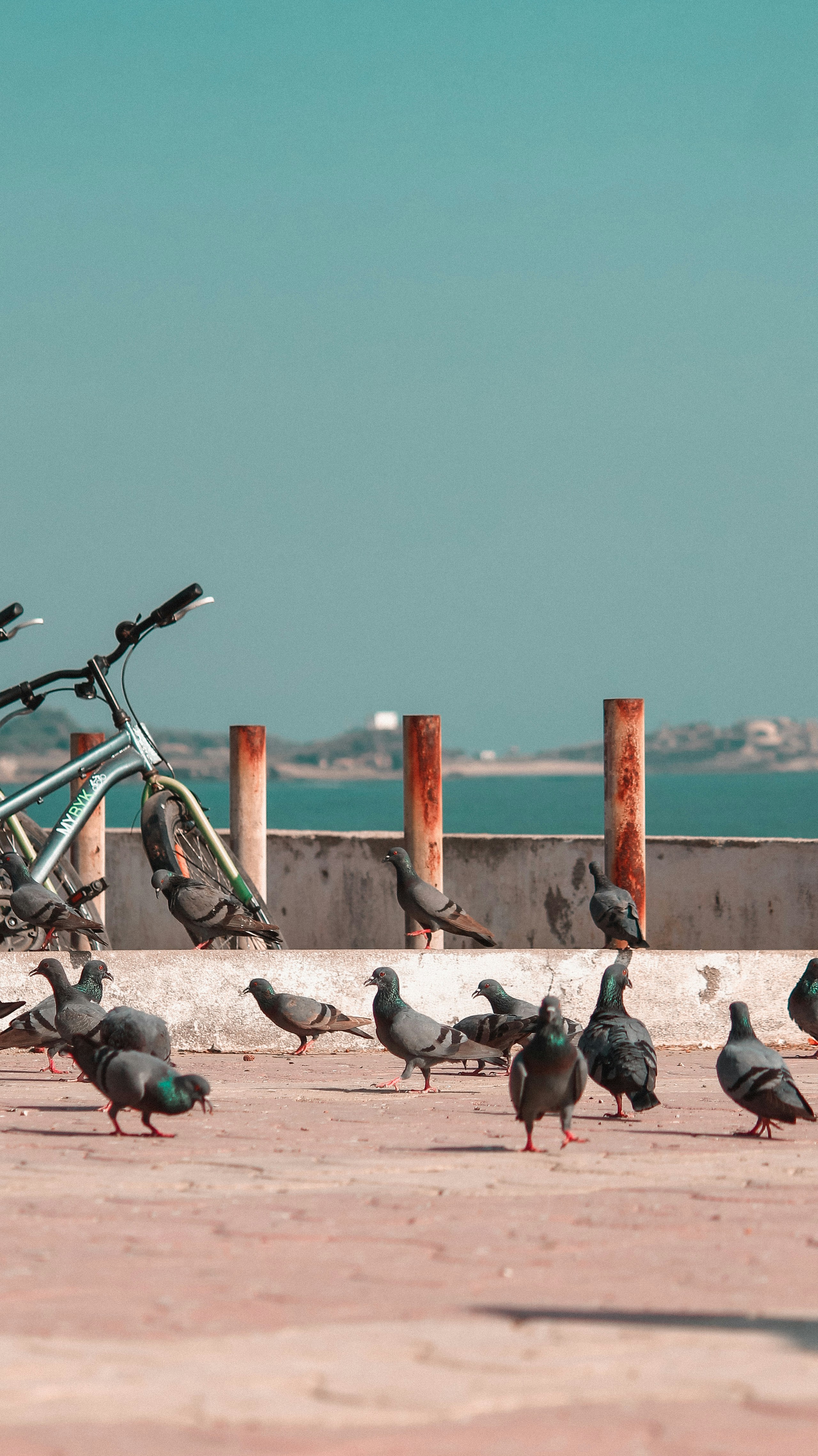 Quayside Quiet: A Bicycle, Pigeons, and Rusted Posts by the Sea